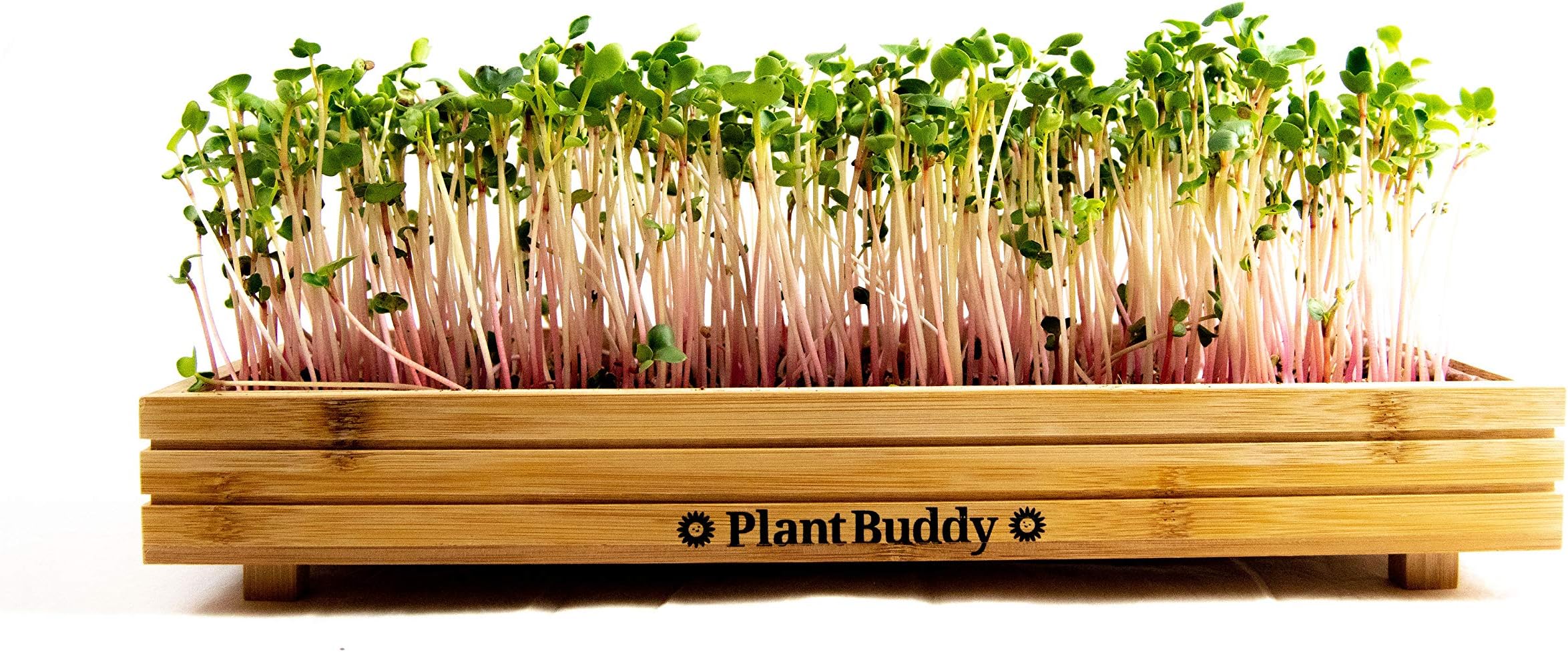 Amazon.com : Organic Microgreens Growing Kit with Beautiful Wooden ...