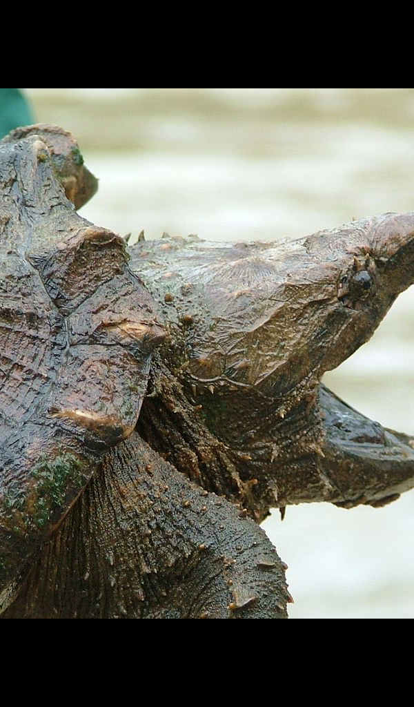 snapping turtle Wallpaper -- HD Wallpapers of snapping turtles! - App ...
