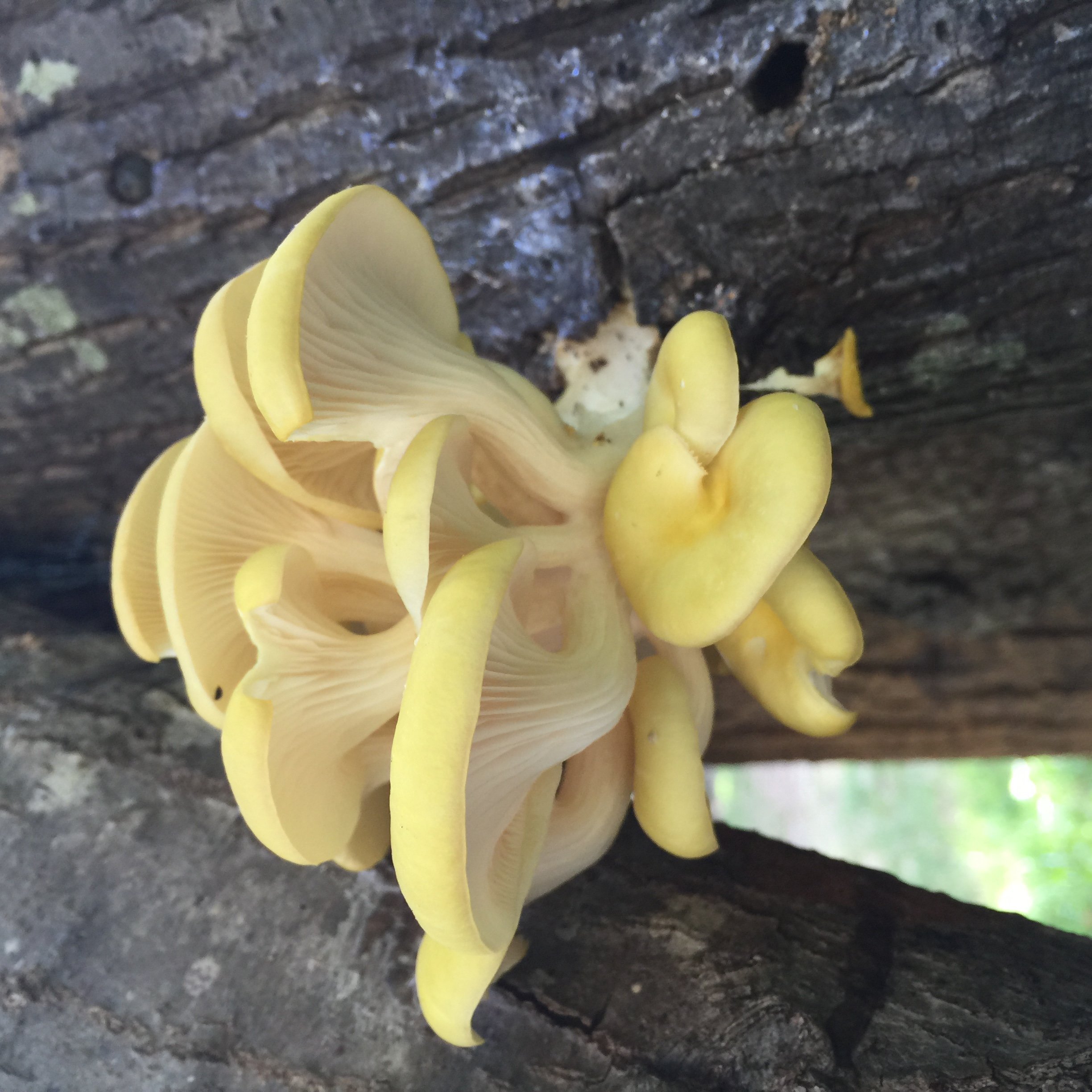 Golden Oyster Mushroom Mycelium Plug Spawn 100 Count Grow Edible ...