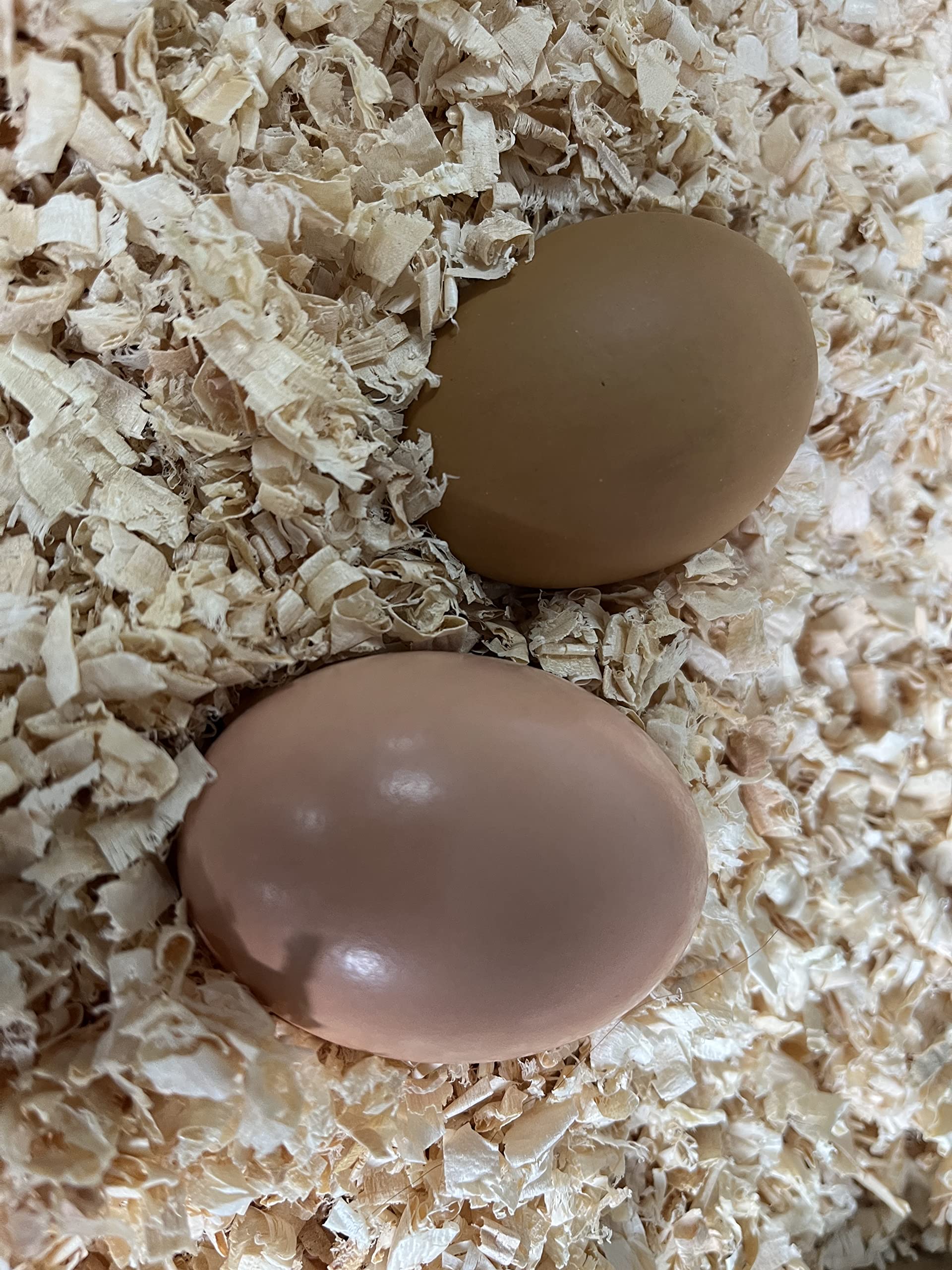 Snapklik.com : Fuzzy-Bird Chicken COOP Door Egg