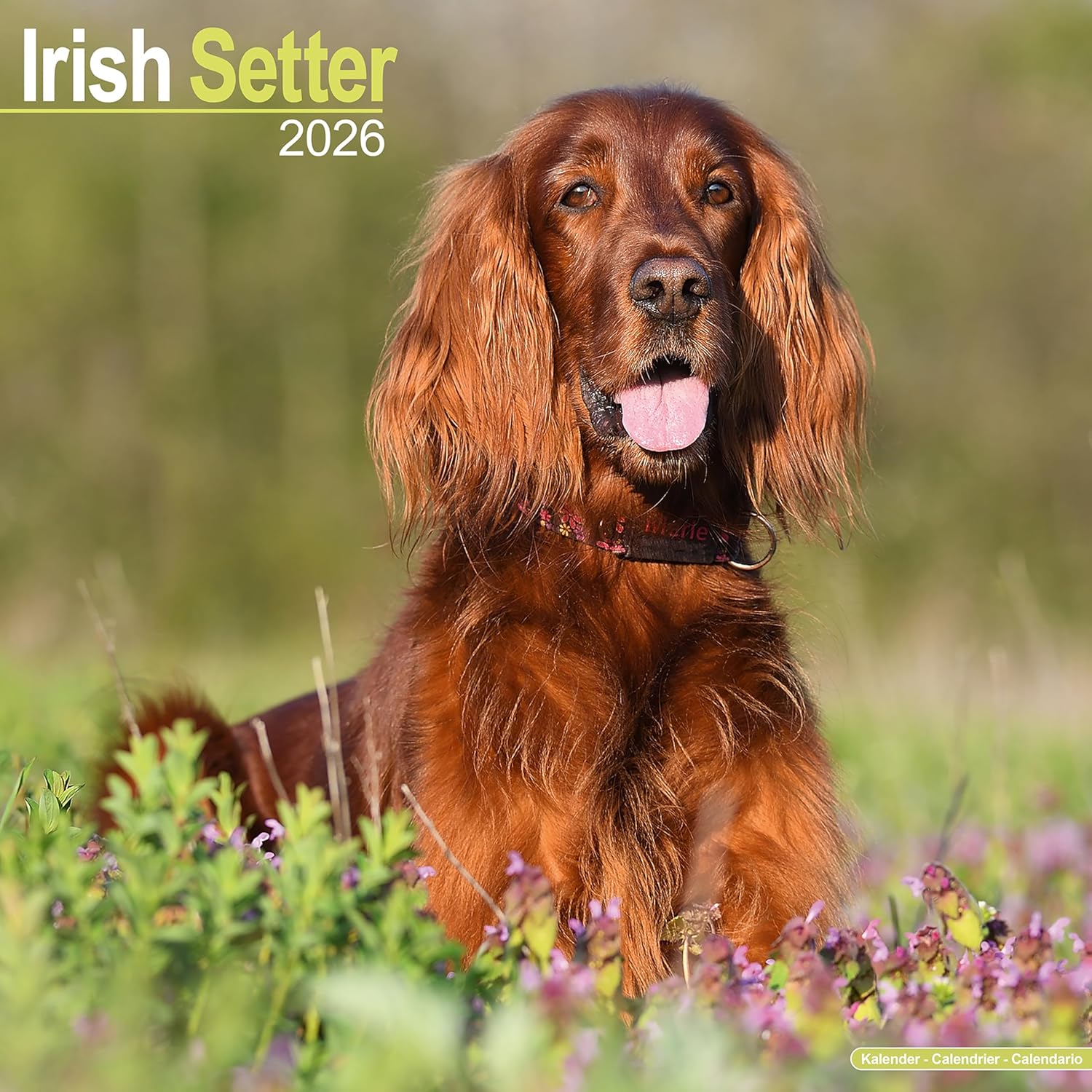 Irish Setter 2026 Calendar | Square Wall Calendar | Dog Breed Gift ...