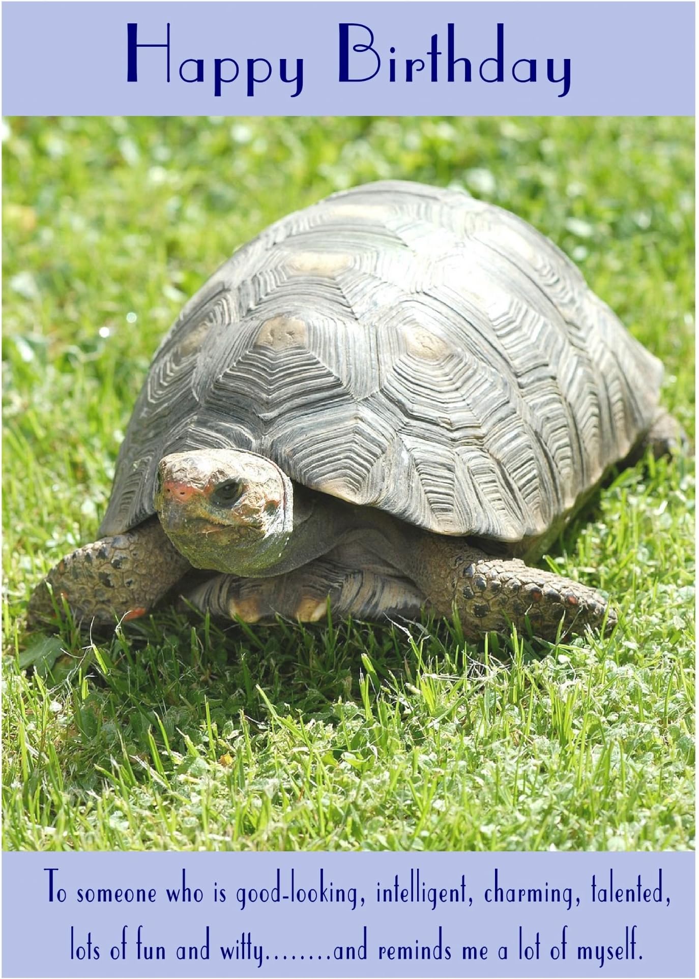 Tortoise Birthday Card : Amazon.co.uk: Stationery & Office Supplies