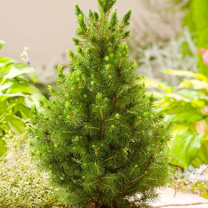 9cm Pot Dwarf Conifer Picea Glauca VAR. Albertiana Conica : Amazon.co ...