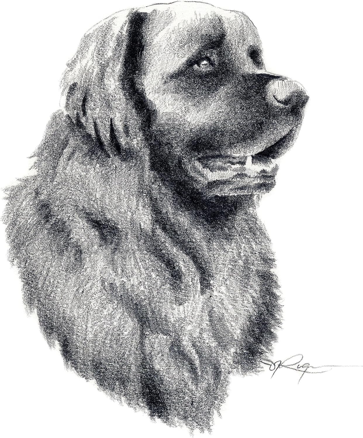 Amazon.com: Leonberger Pencil Drawing Art Print by Artist DJ Rogers ...