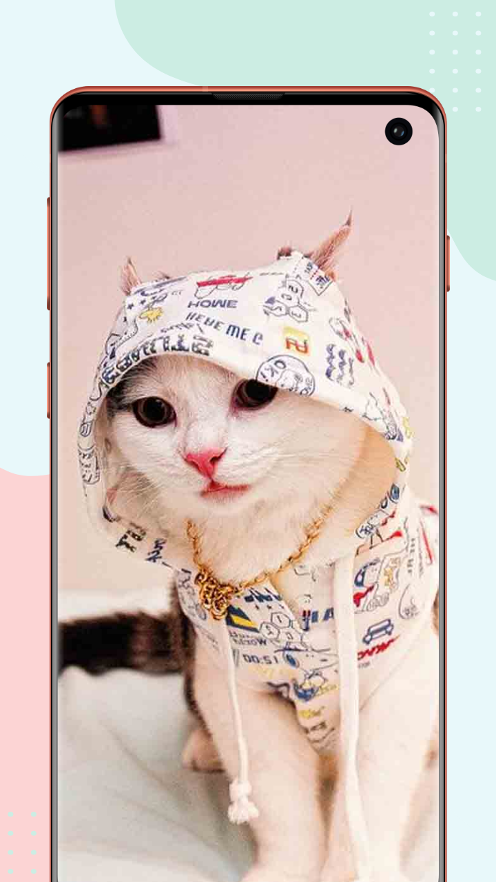 Kitten Cute Cat Wallpaper - App on Amazon Appstore