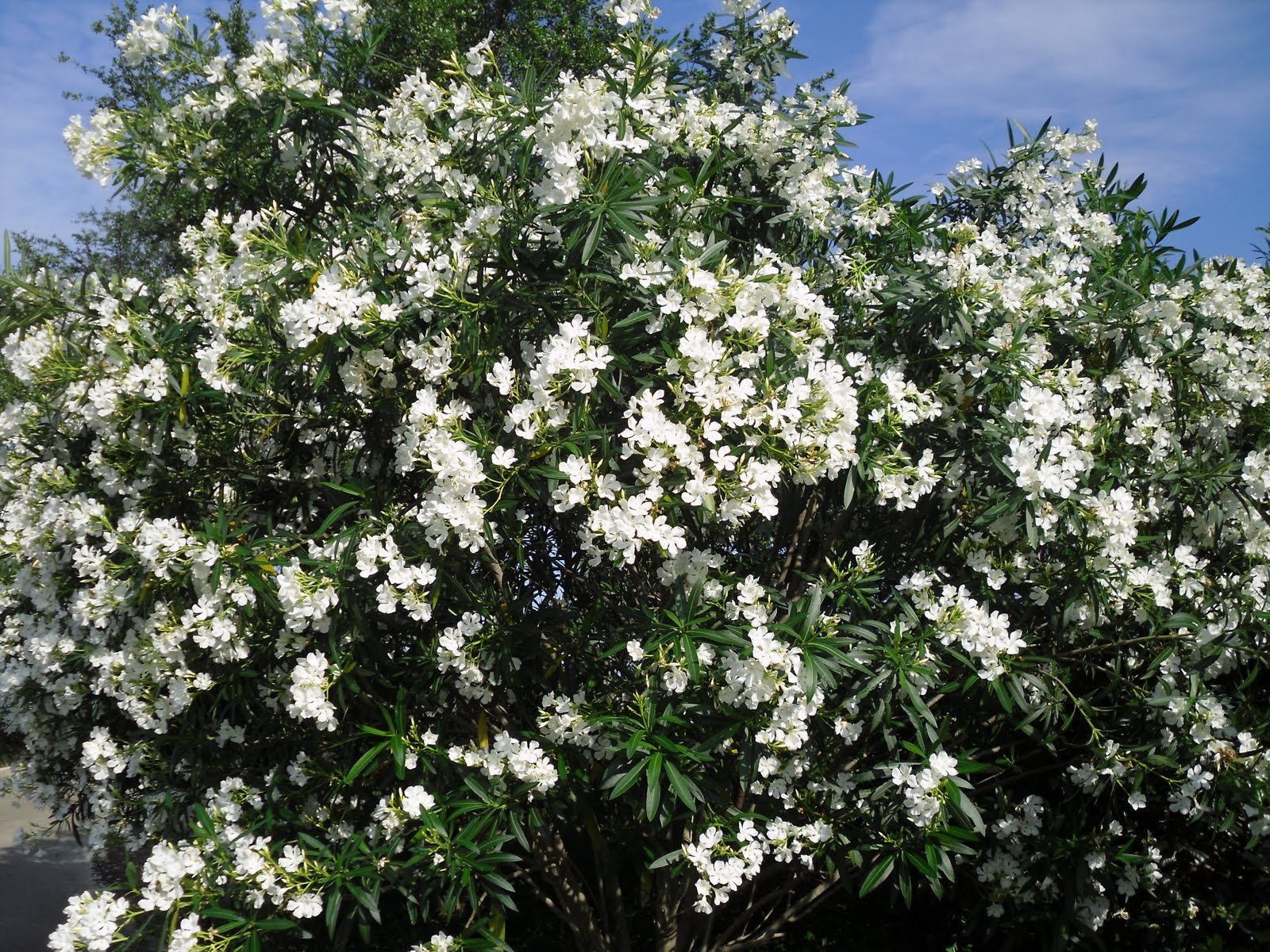 White Oleander Tree