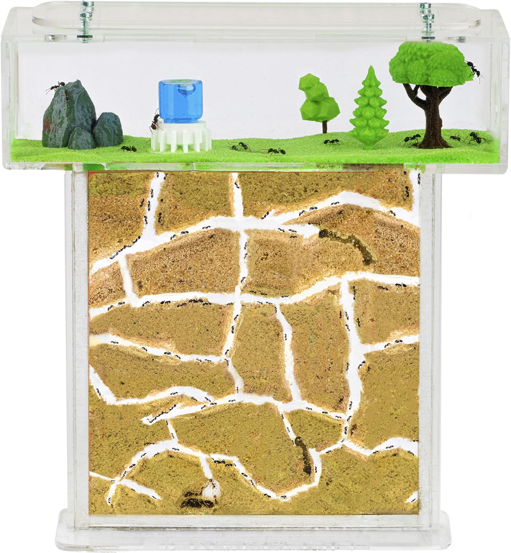 AntHouse - Formicaio Naturale di Sabbia | Kit Inizio Acrilico 20x10x10 ...