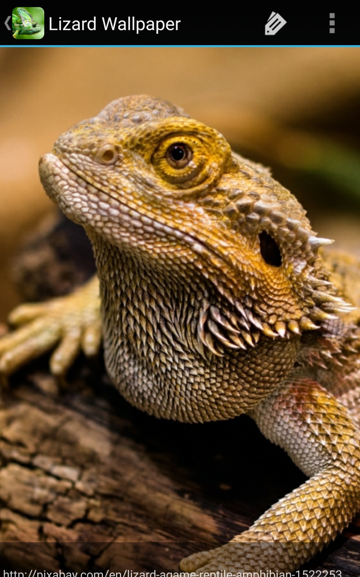 Lizard Wallpaper - App on Amazon Appstore