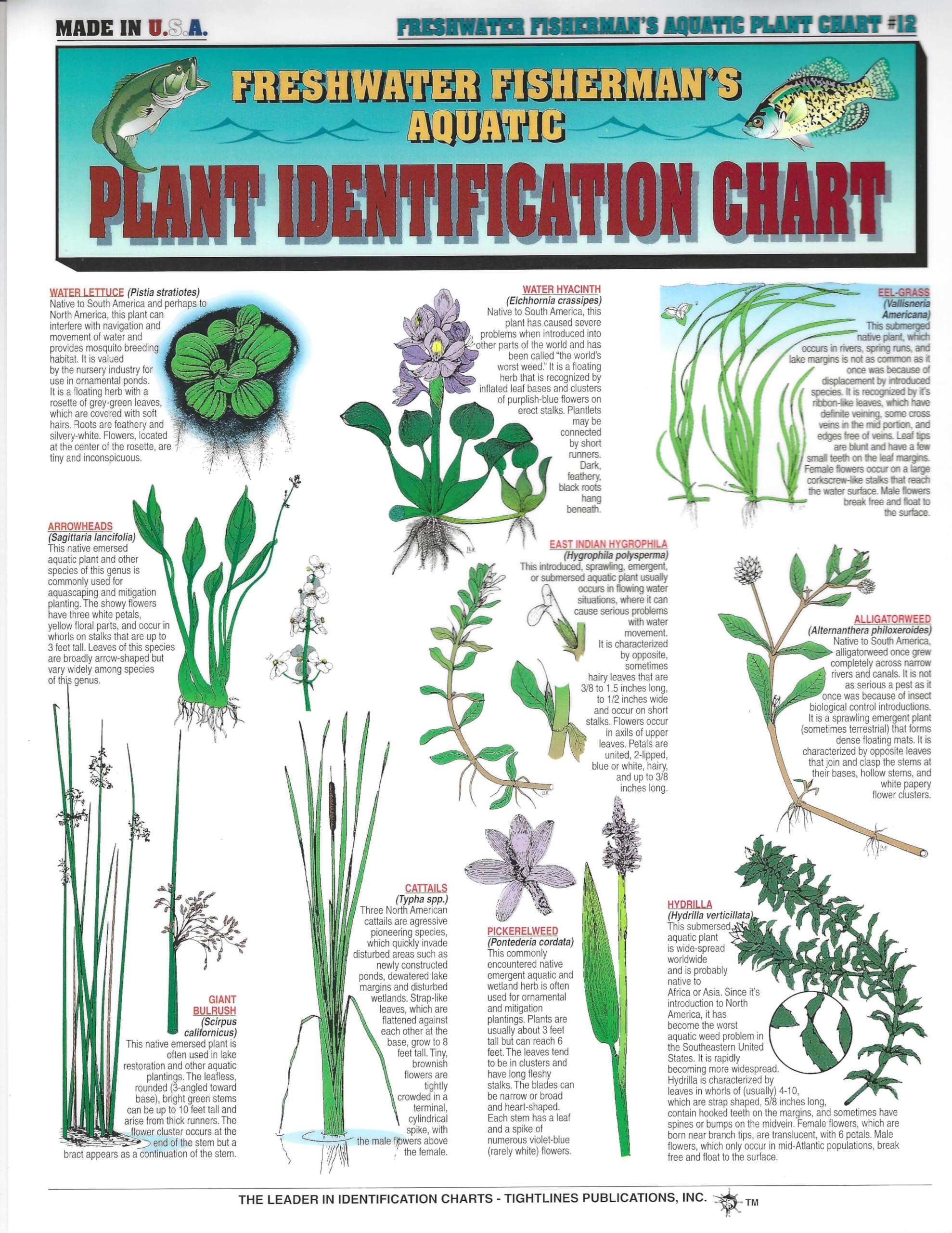 Florida Plant Identification Guide Florida Trees & Wildflowers: A
