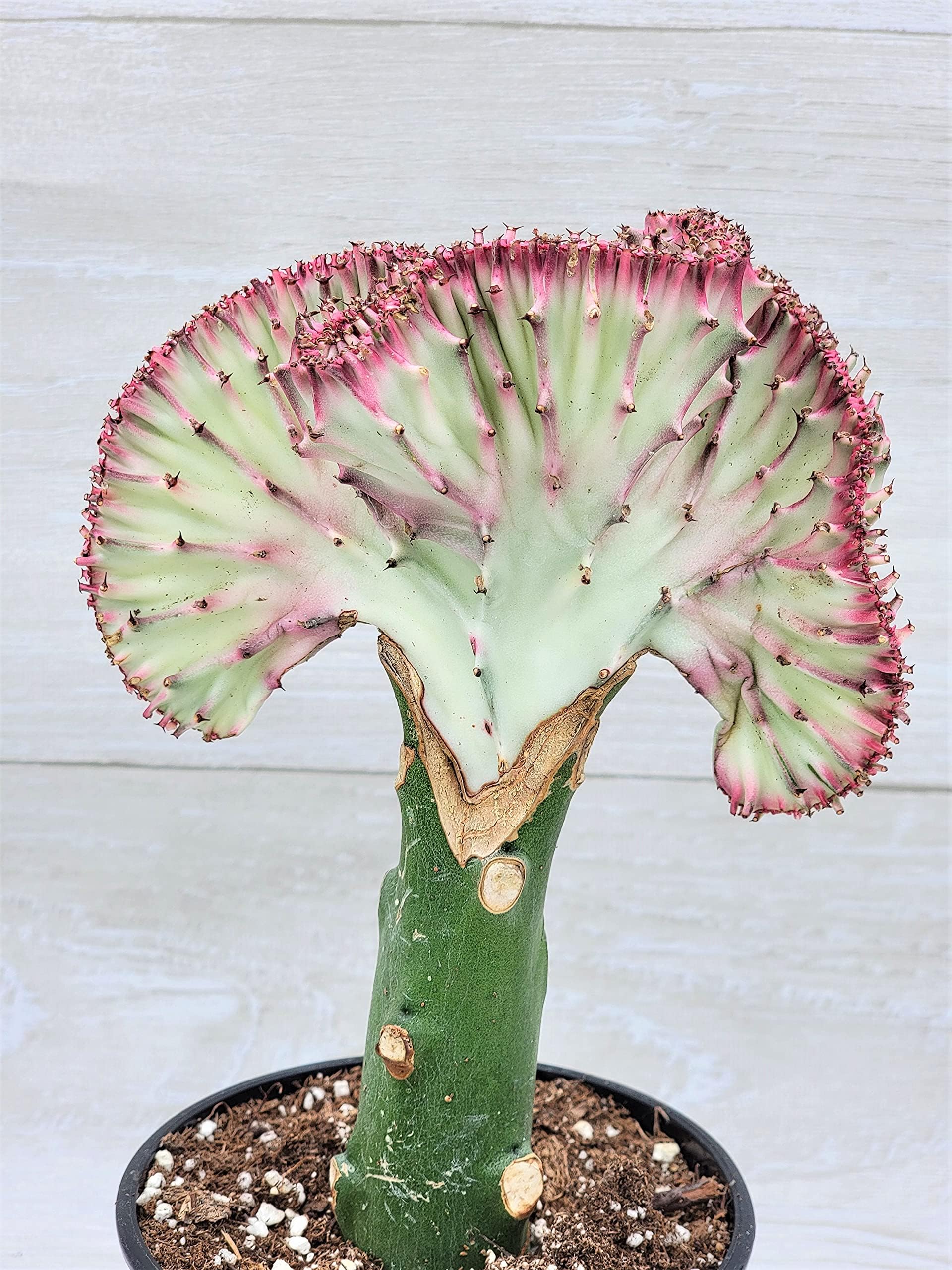 Amazon.com : Hot Pink Euphorbia Lactea Cristata in 4 inch Pot,Coral ...