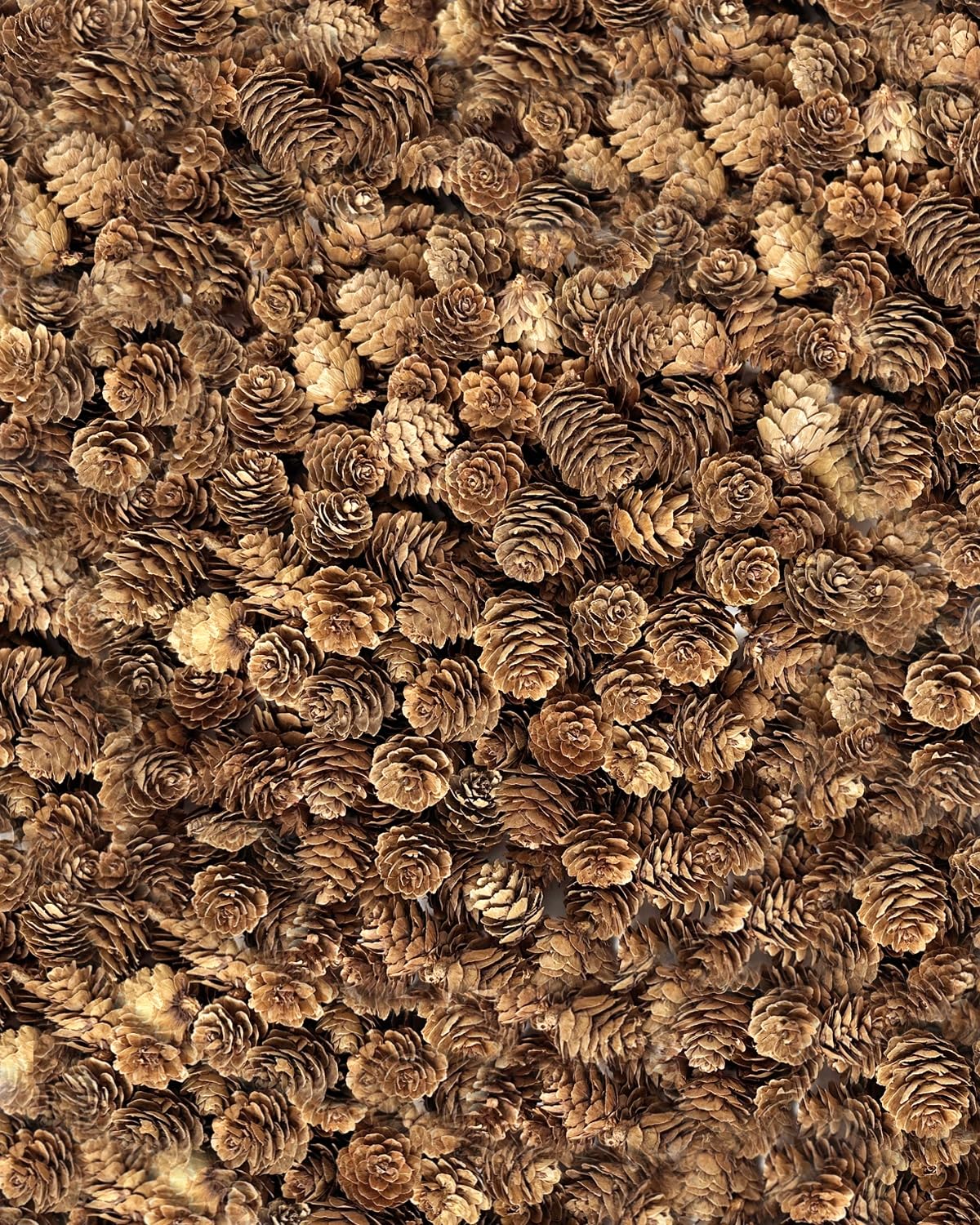 Amazon.com: 800PCS Christmas Pine Cones, Mini Pine Cones Bulk for Crafts, Small Pine Cones for ...