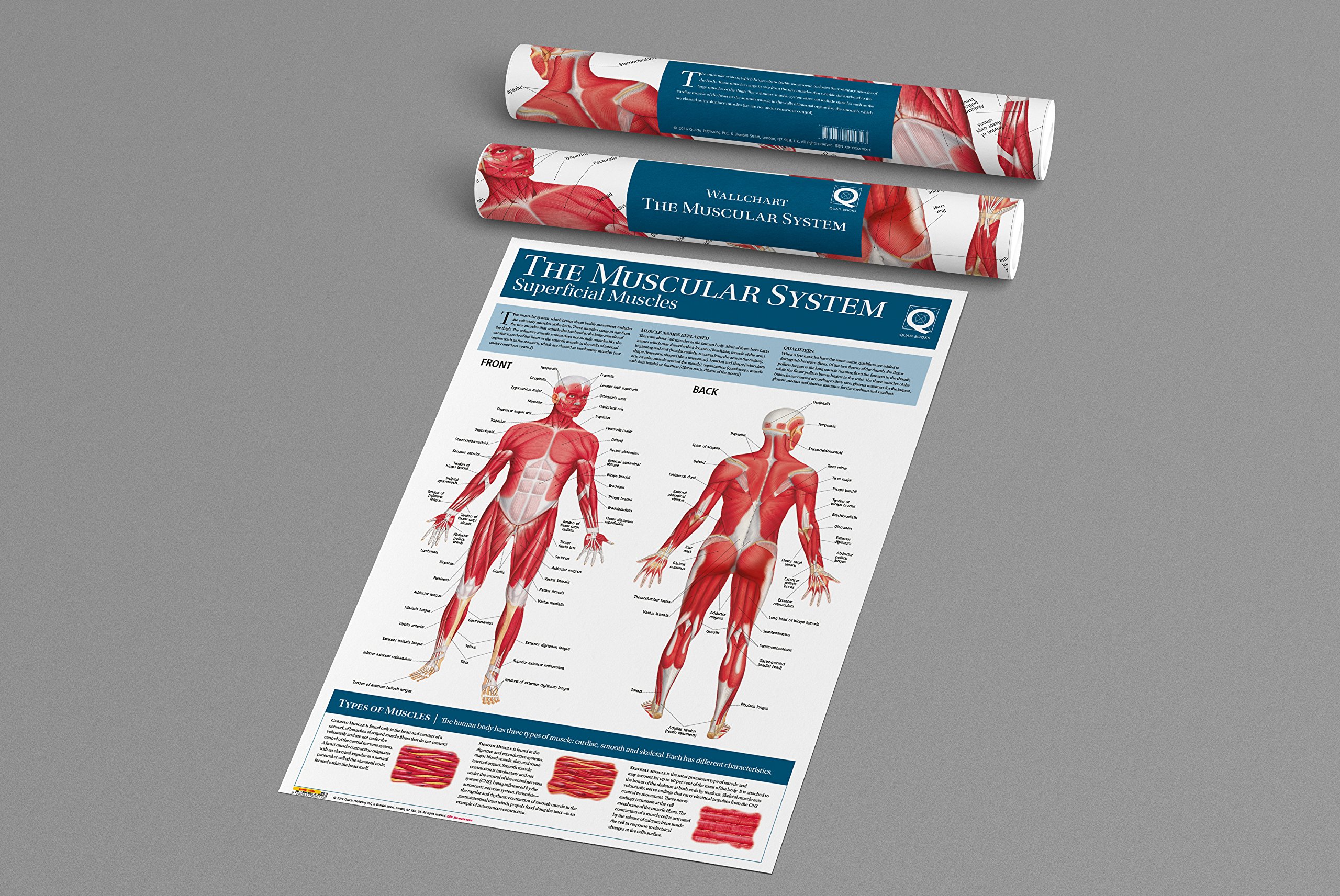 Buy Human Anatomy Wallchart: The Muscular System Online at desertcartINDIA