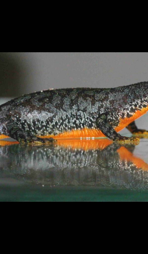 Newt Wallpaper -- HD Wallpapers of Newts! - App on Amazon Appstore