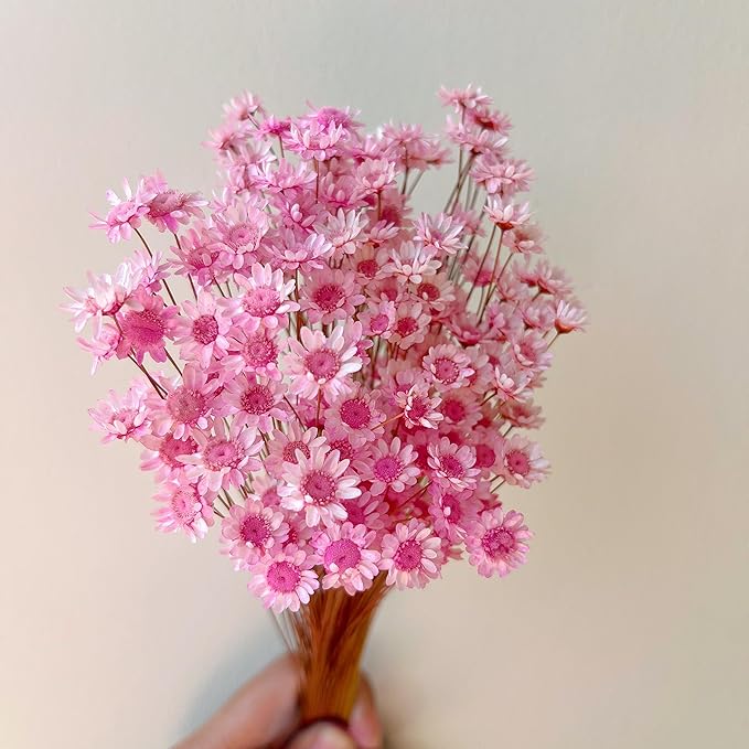 Amazon.com: Natural - Dried - Flowers Brazilian Small Star Daisy Dried ...
