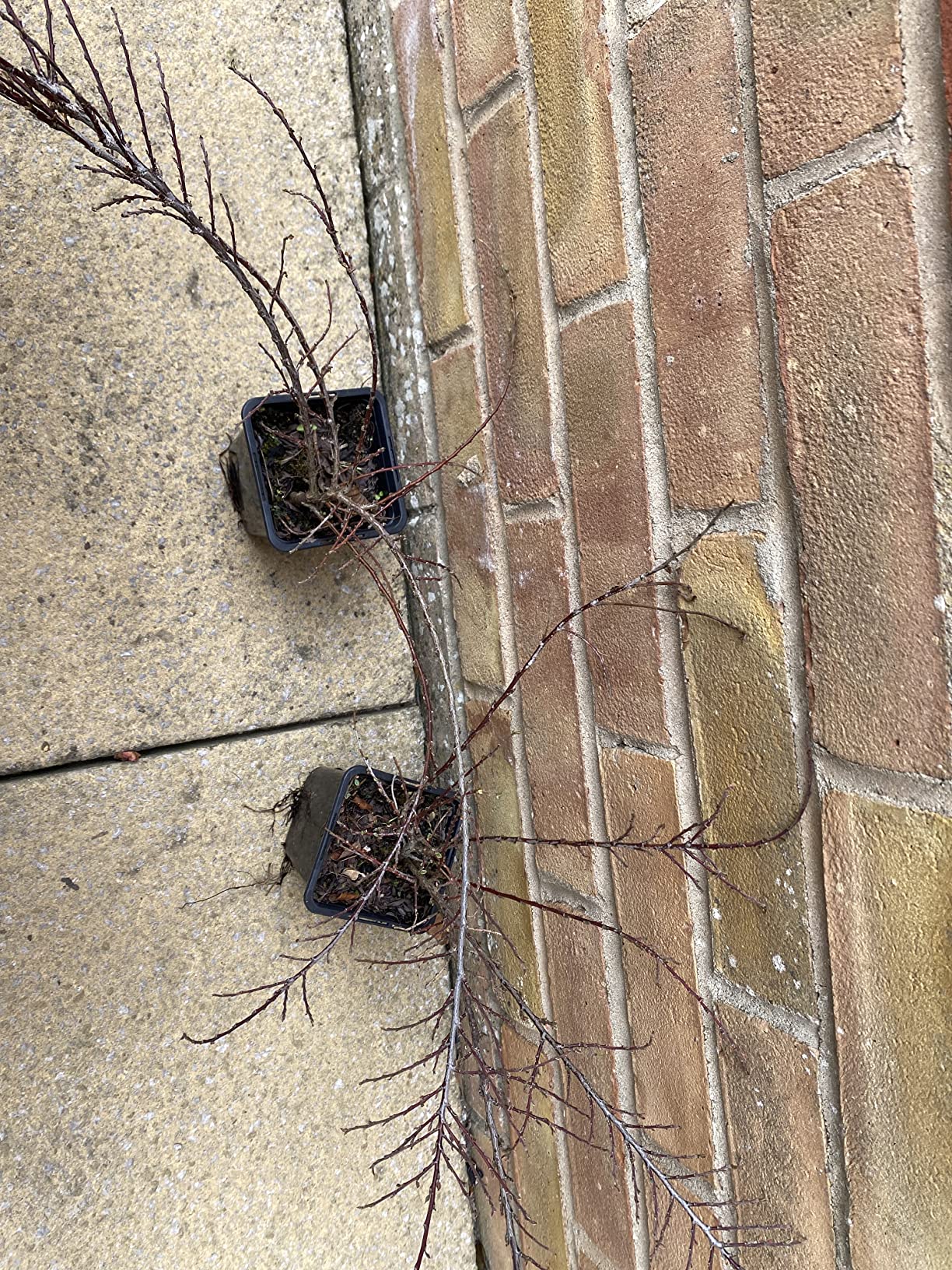 Cotoneaster Variegatus Hedging Plants 20-40cm Berried Deciduous Hedge ...