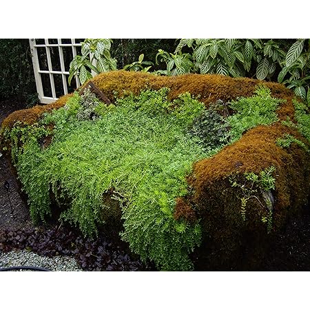 Amazon.com : Live Sheet Moss Starter Kit : Patio, Lawn & Garden