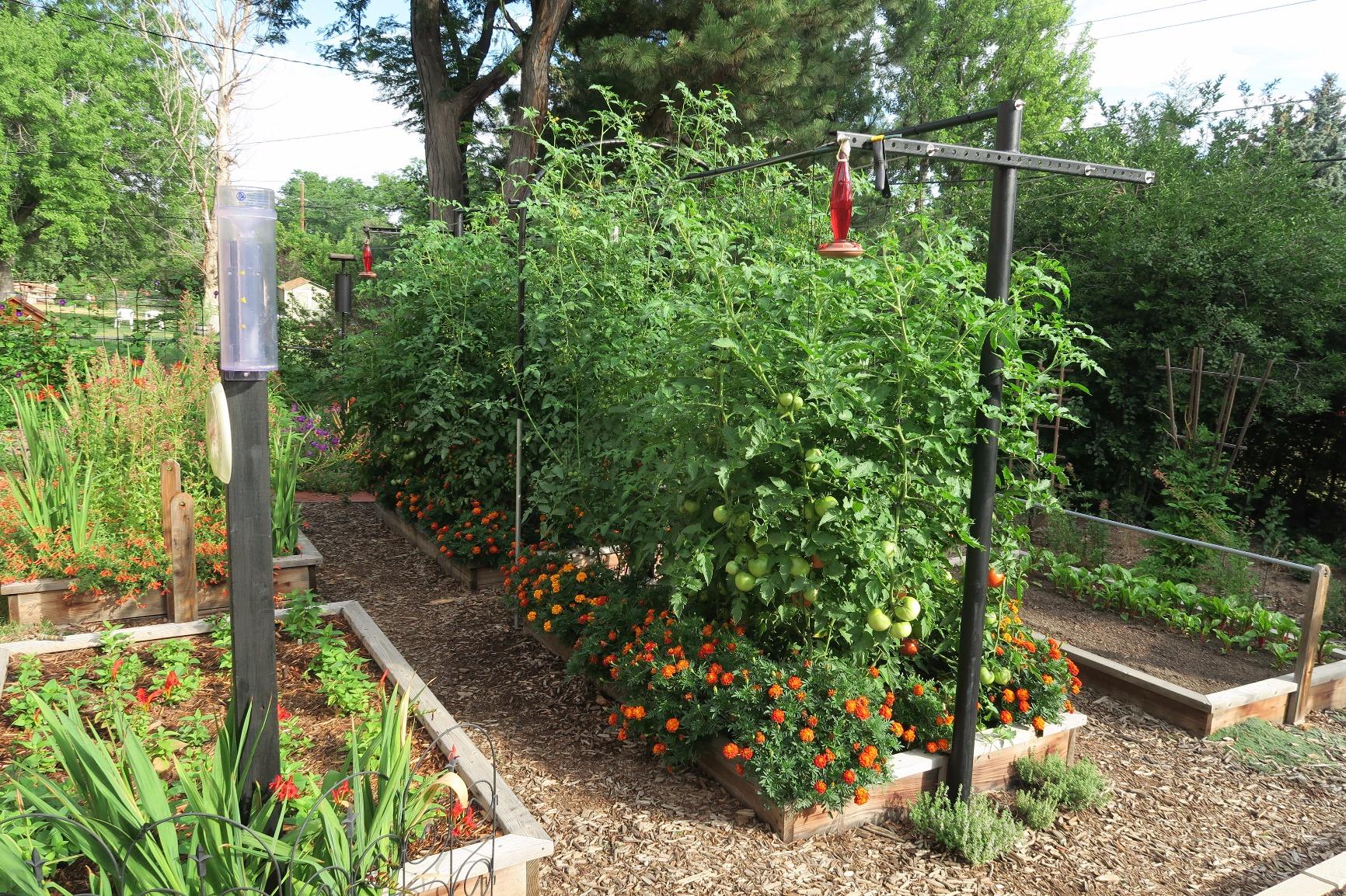 How to Grow World Record Tomatoes: A Guinness Champion Reveals His All ...