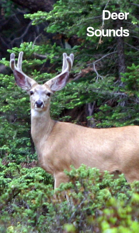 Deer Sounds - App on Amazon Appstore