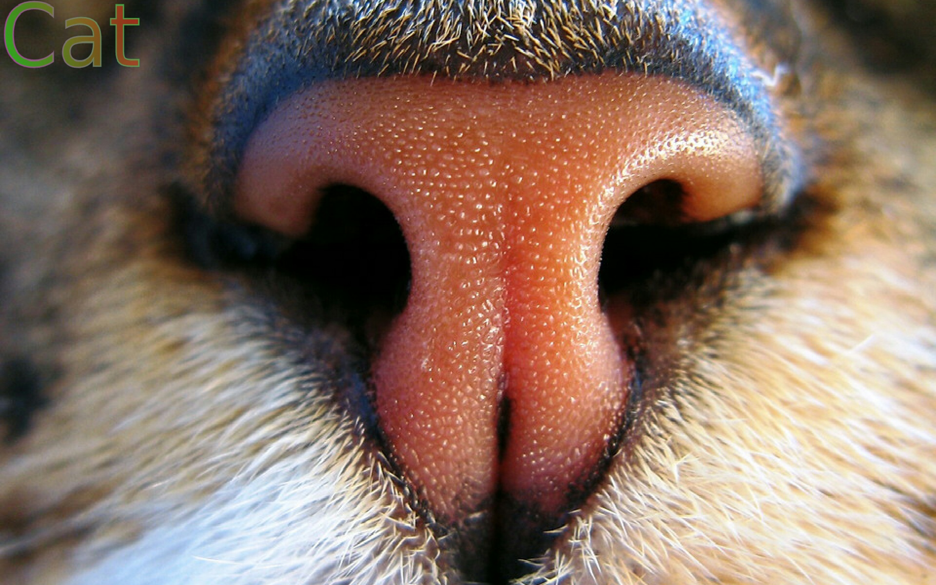 Animal Noses:Amazon.it:Appstore for Android