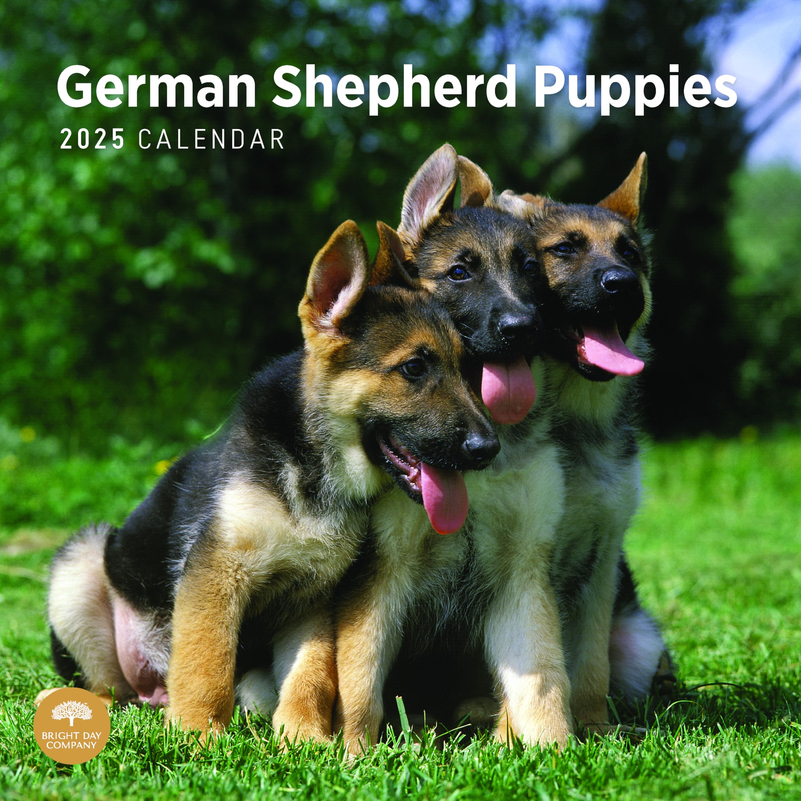 2025 German Shepherd Puppies Monthly Wall Calendar by Bright Day, 12 x ...