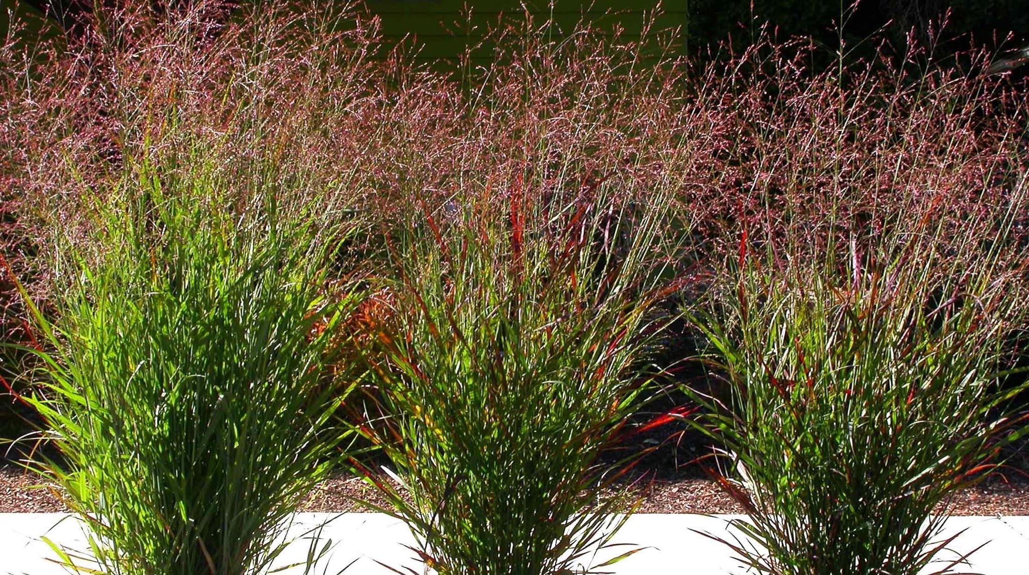Images Of Ornamental Grass