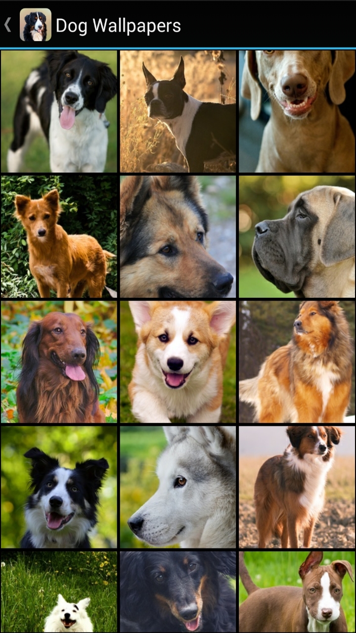 Dog Wallpapers - App on the Amazon Appstore