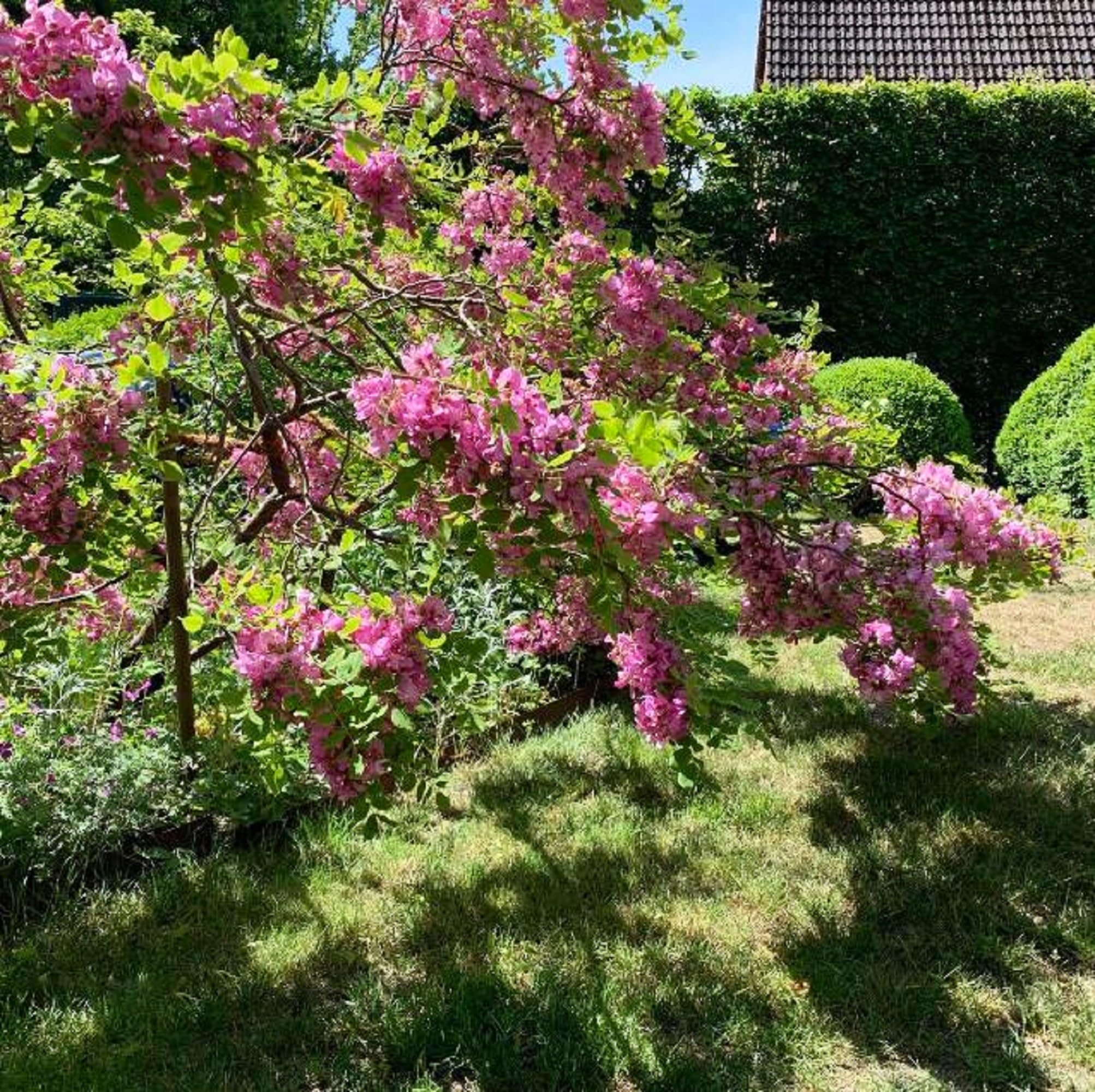 Amazon.com : CHUXAY GARDEN 10 Seeds Robinia Hispida Seeds for Planting ...