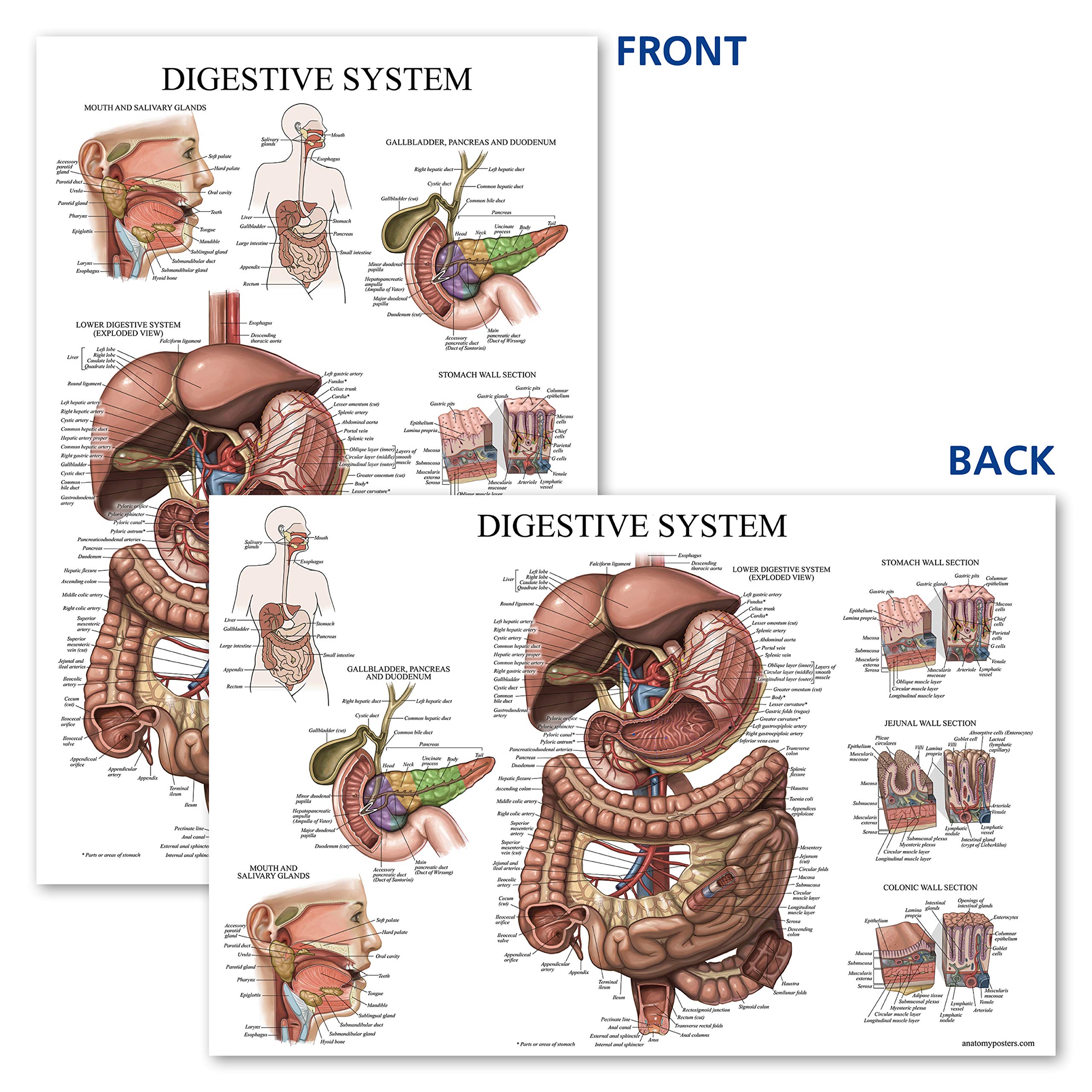 Laminated Digestive System Anatomical Chart - Gastroin...B07MC2YJM6 ...