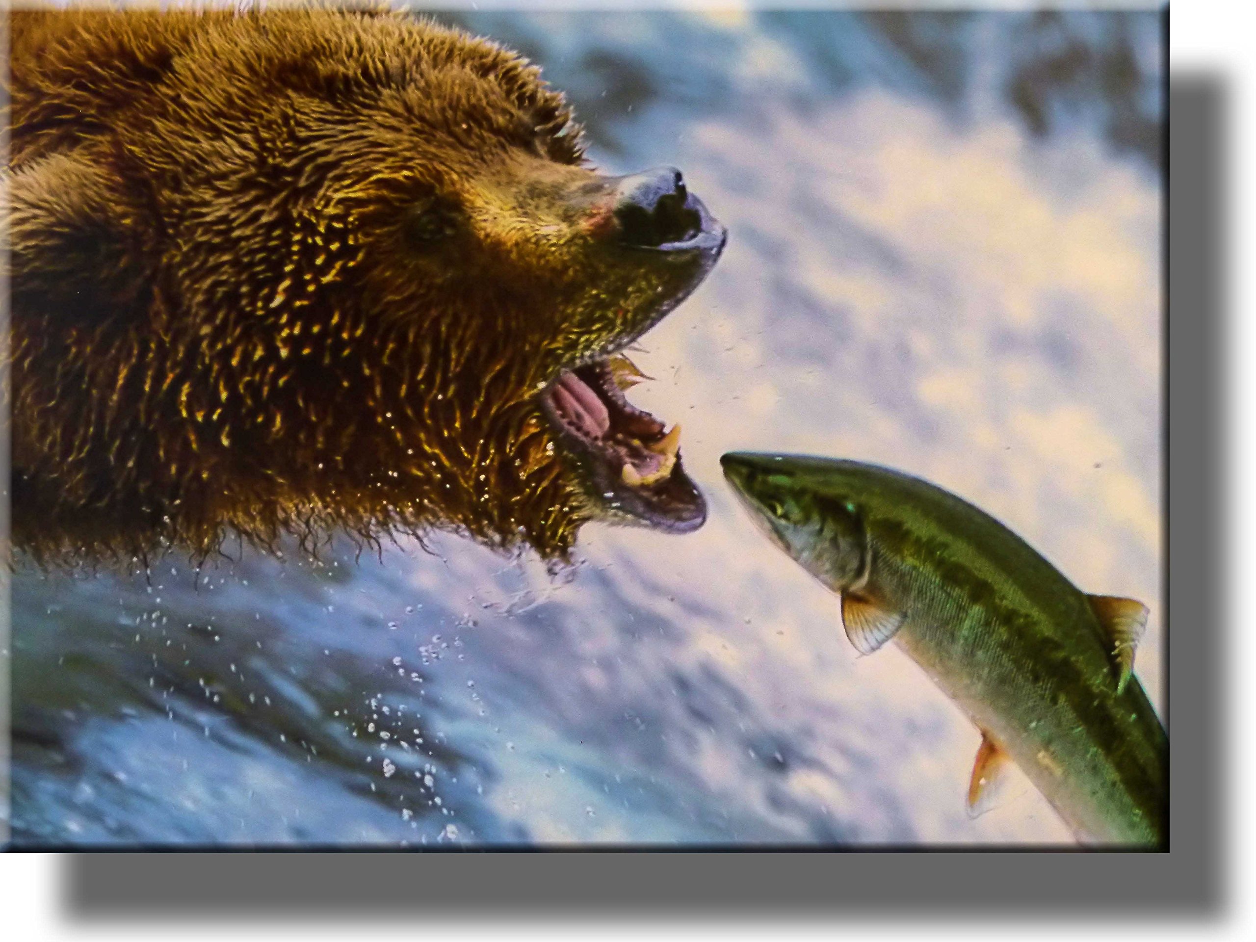 Grizzly Bear Eating Salmon
