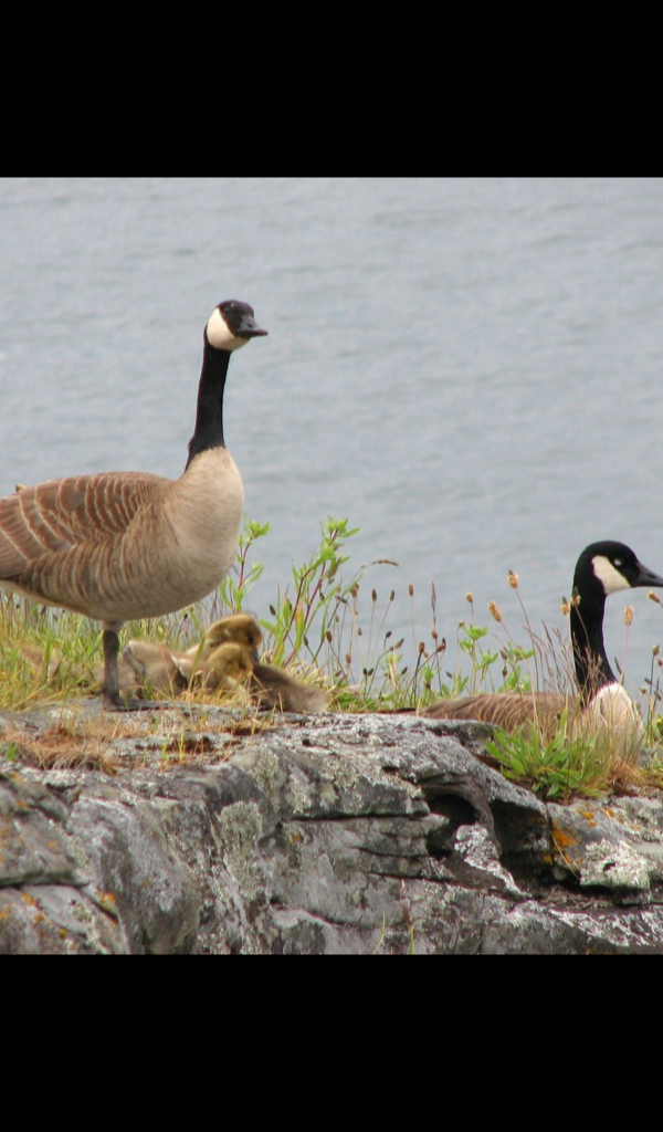 geese Wallpaper -- HD Wallpapers of geese! - App on the Amazon Appstore