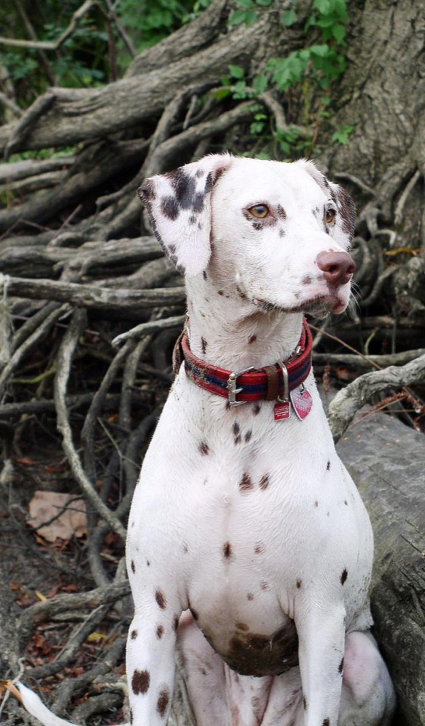 Cute Dalmation Wallpaper -- HD Wallpapers of Cute Dalmations! - App on ...