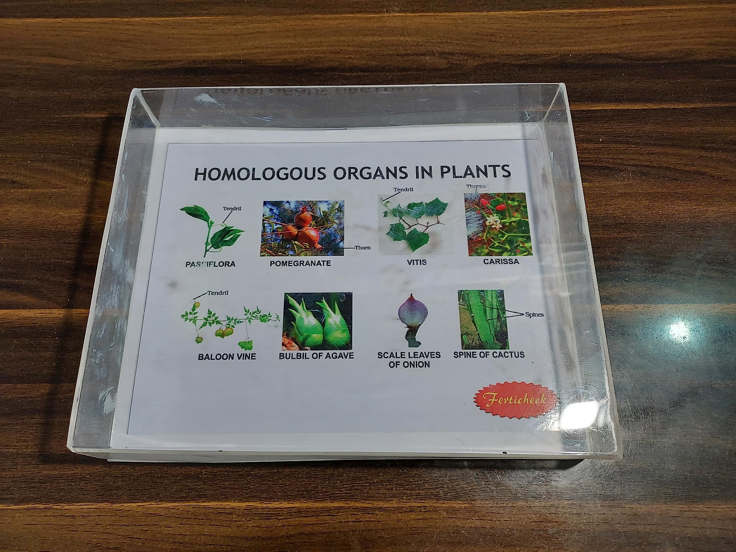 Homology Plant