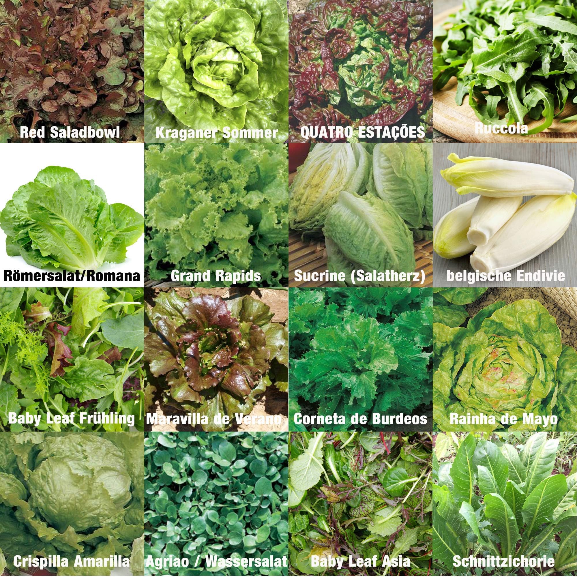Prademir – Salatsamen Set aus 16 seltenen & alten Sorten – Salat ...