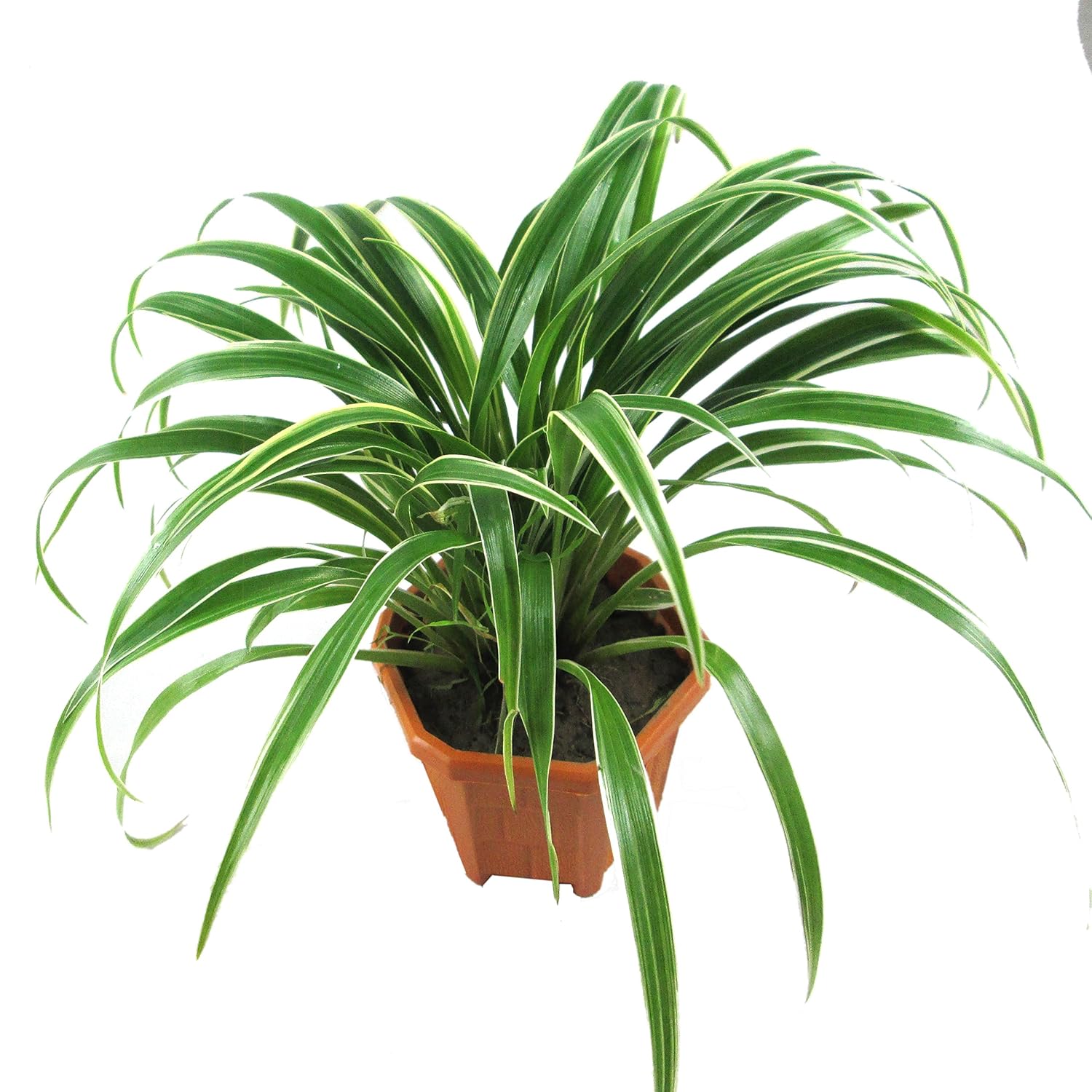 PURE BENGAL Spider Indoor Plant (Live Plant) With Free Pot (Upto 1 Feet ...