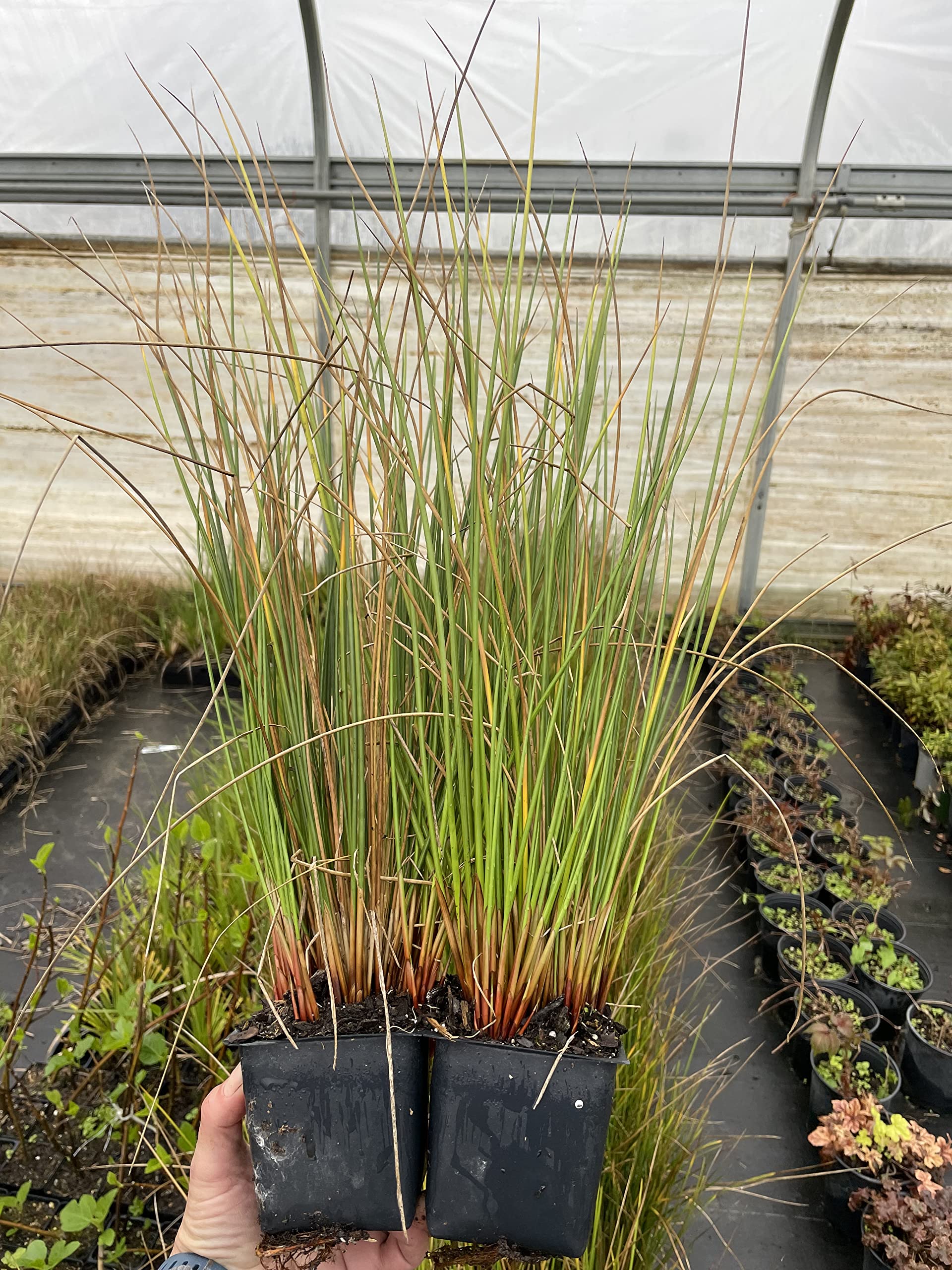 Evergreen Grasses For Containers Patio Plants: Container Gardening