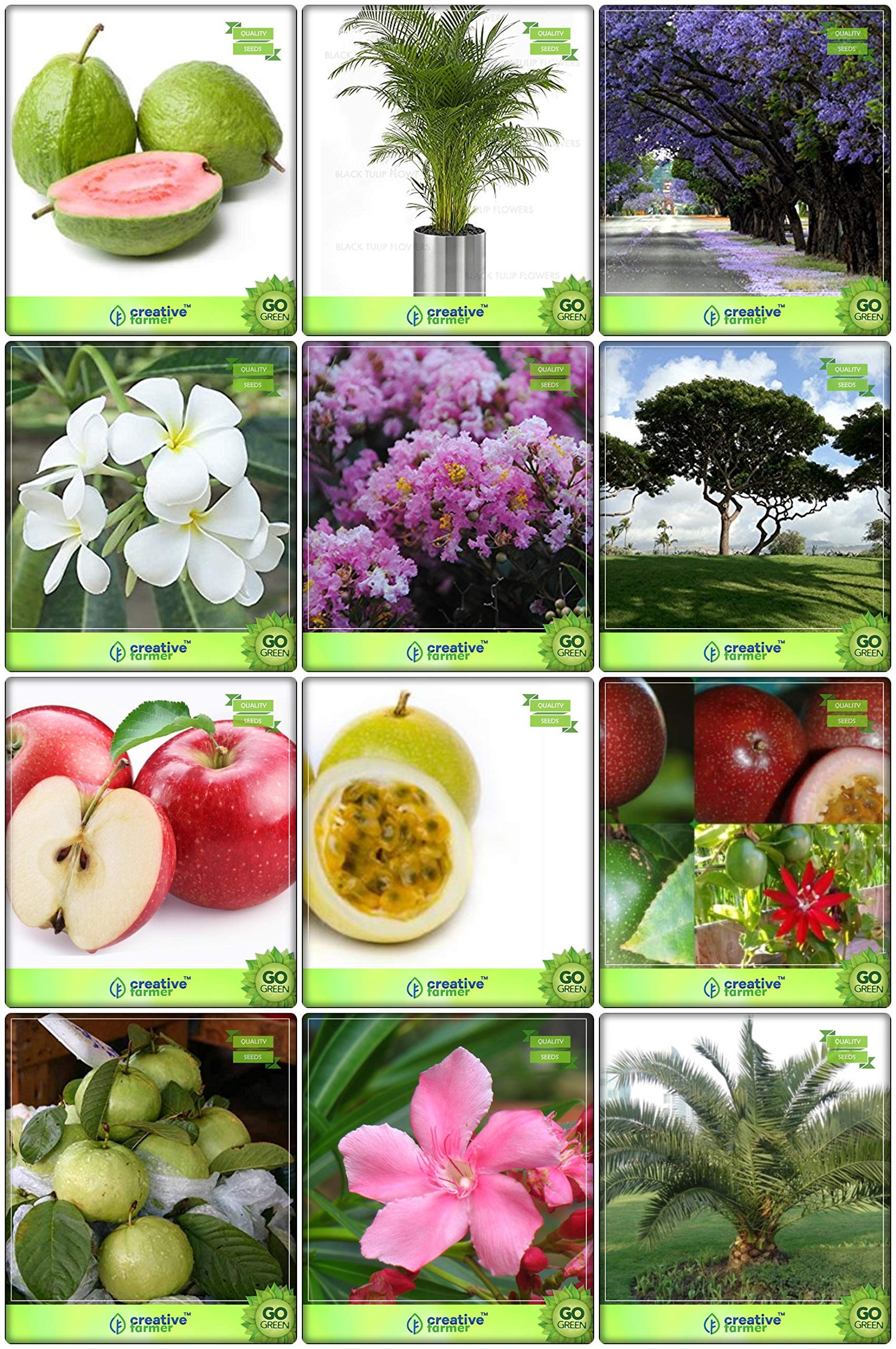 Creative Farmer Garden Seeds Combo Fruit And Fruit Apple Passion ...