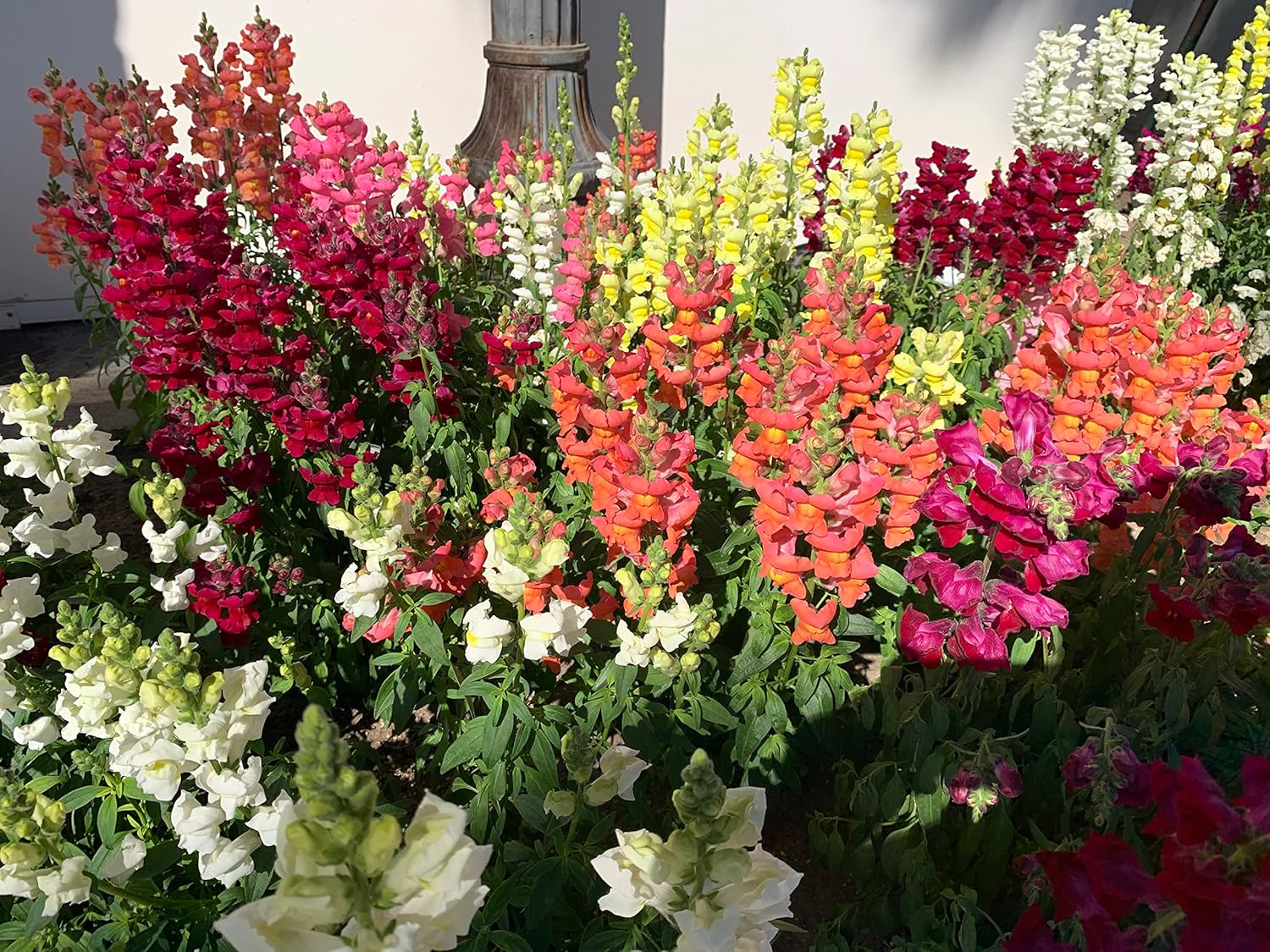 Best Bedding Plants For Insects at Randee Andes blog