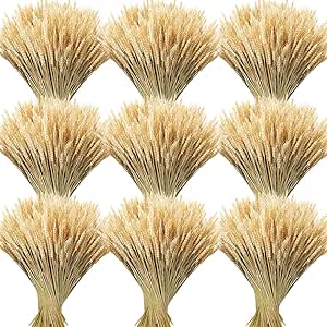 Amazon.com: Geosar 800 Stems Dried Wheat Stalks for Decor Natural Wheat ...