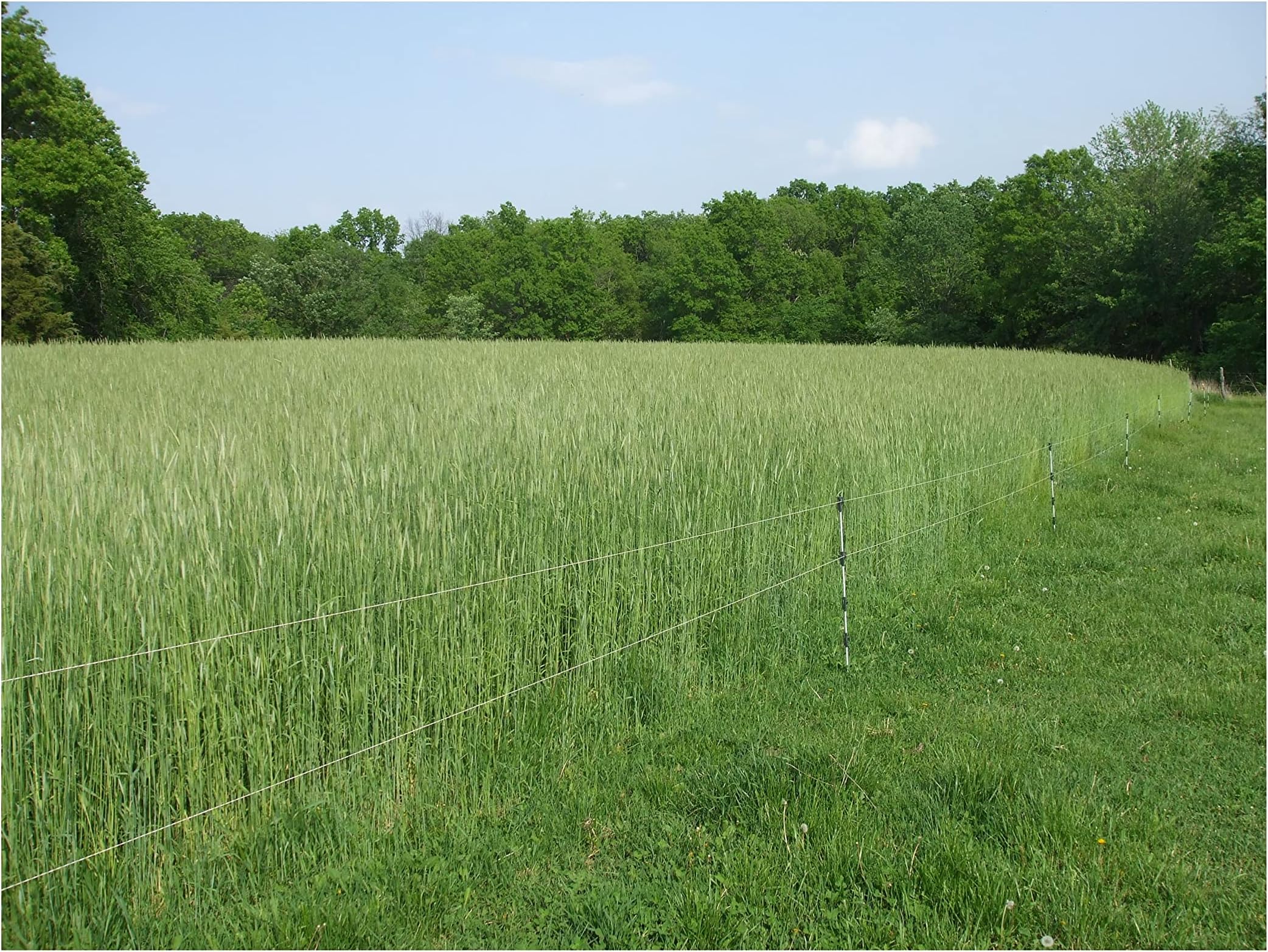 Amazon.com : Lewis Family Farm 5 lb Cereal Rye Grain Seeds Open ...