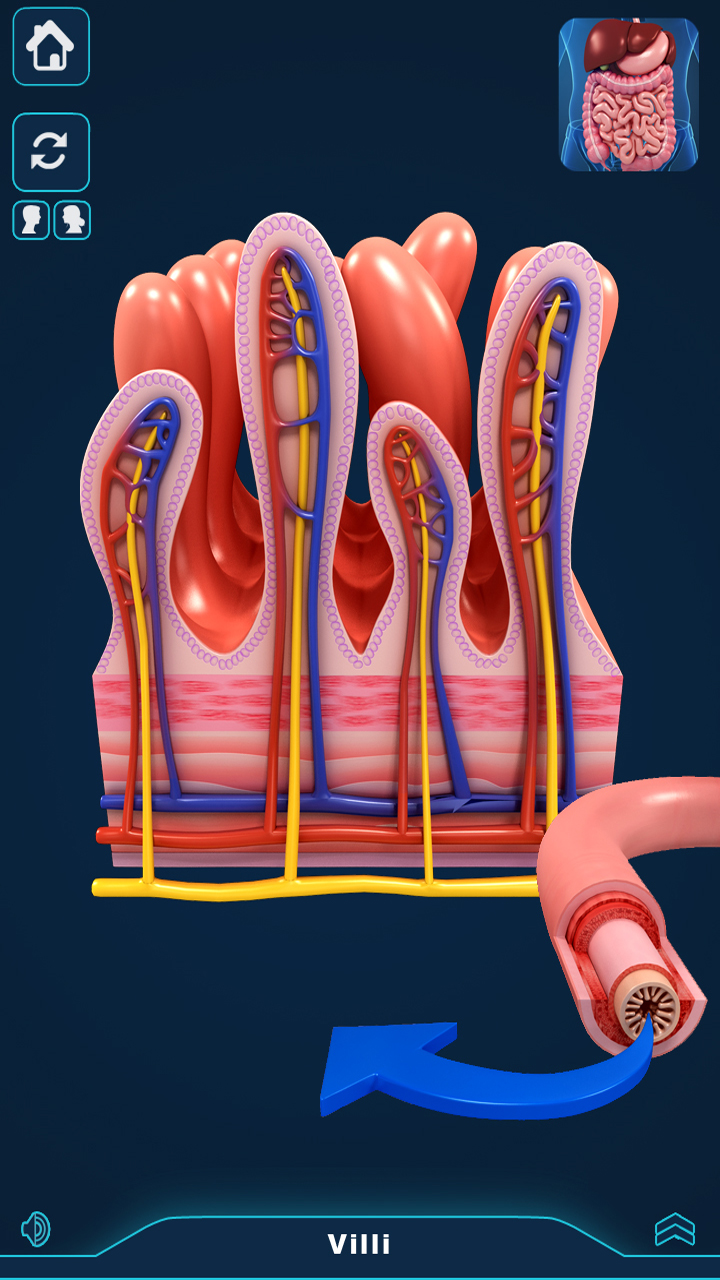 Digestive System Anatomy Pro. - App on the Amazon Appstore