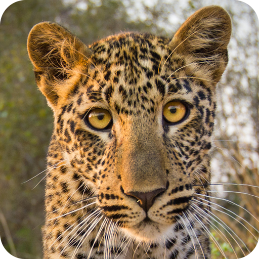 Did you know... African Wildlife - App on the Amazon Appstore