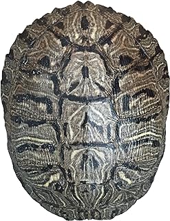 What Is A Carapace? Turtle Shells Explained | PetShun