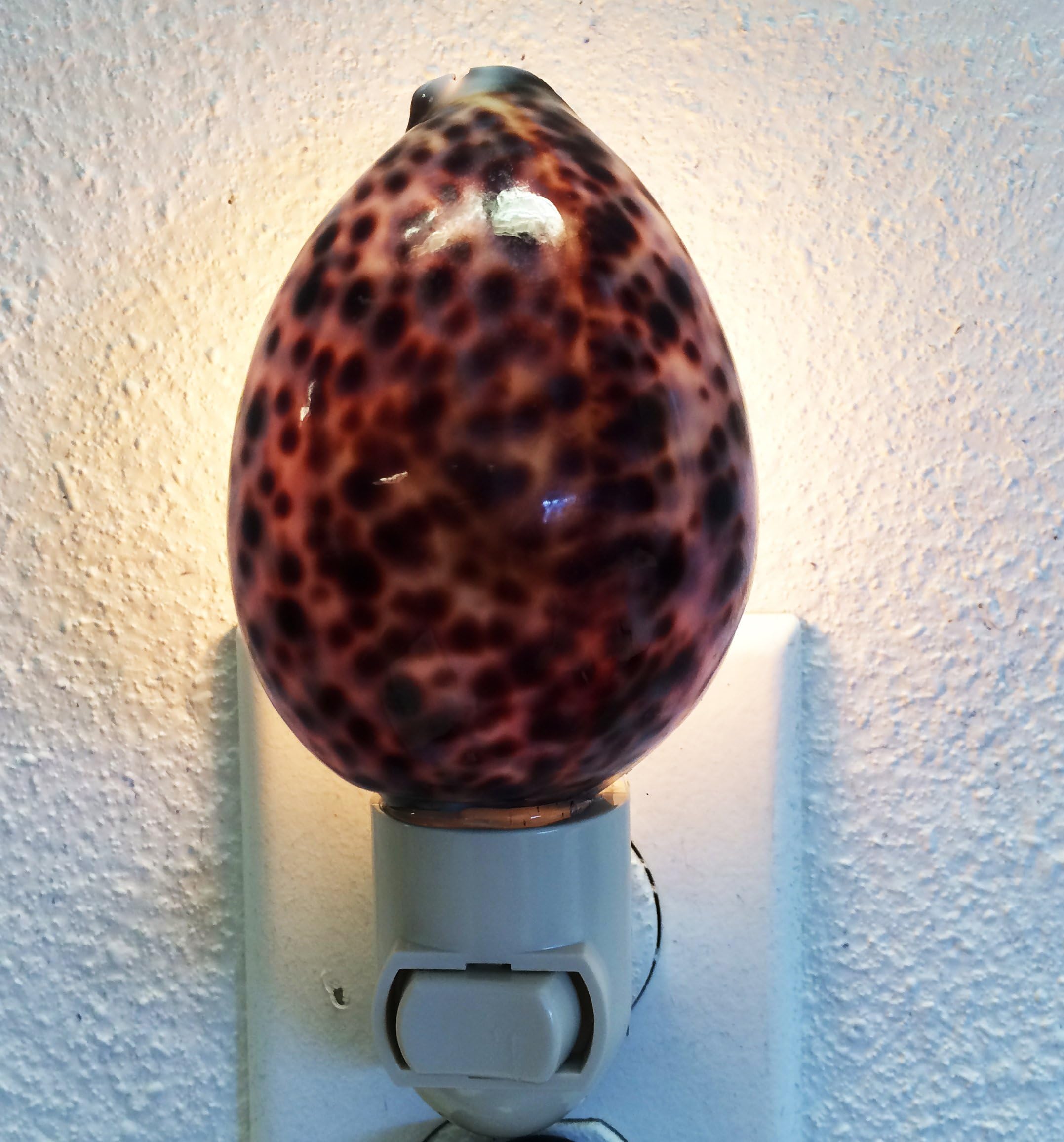 Tumbler Home Sea Shell Light - Pink Murex Seashell Night Light for ...