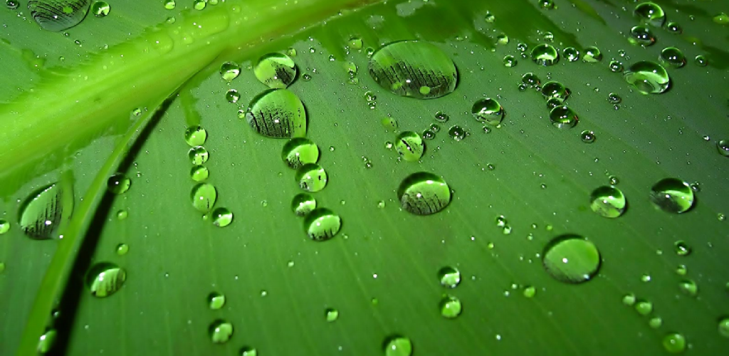 Dew Drops Live Wallpaper: app su Amazon Appstore