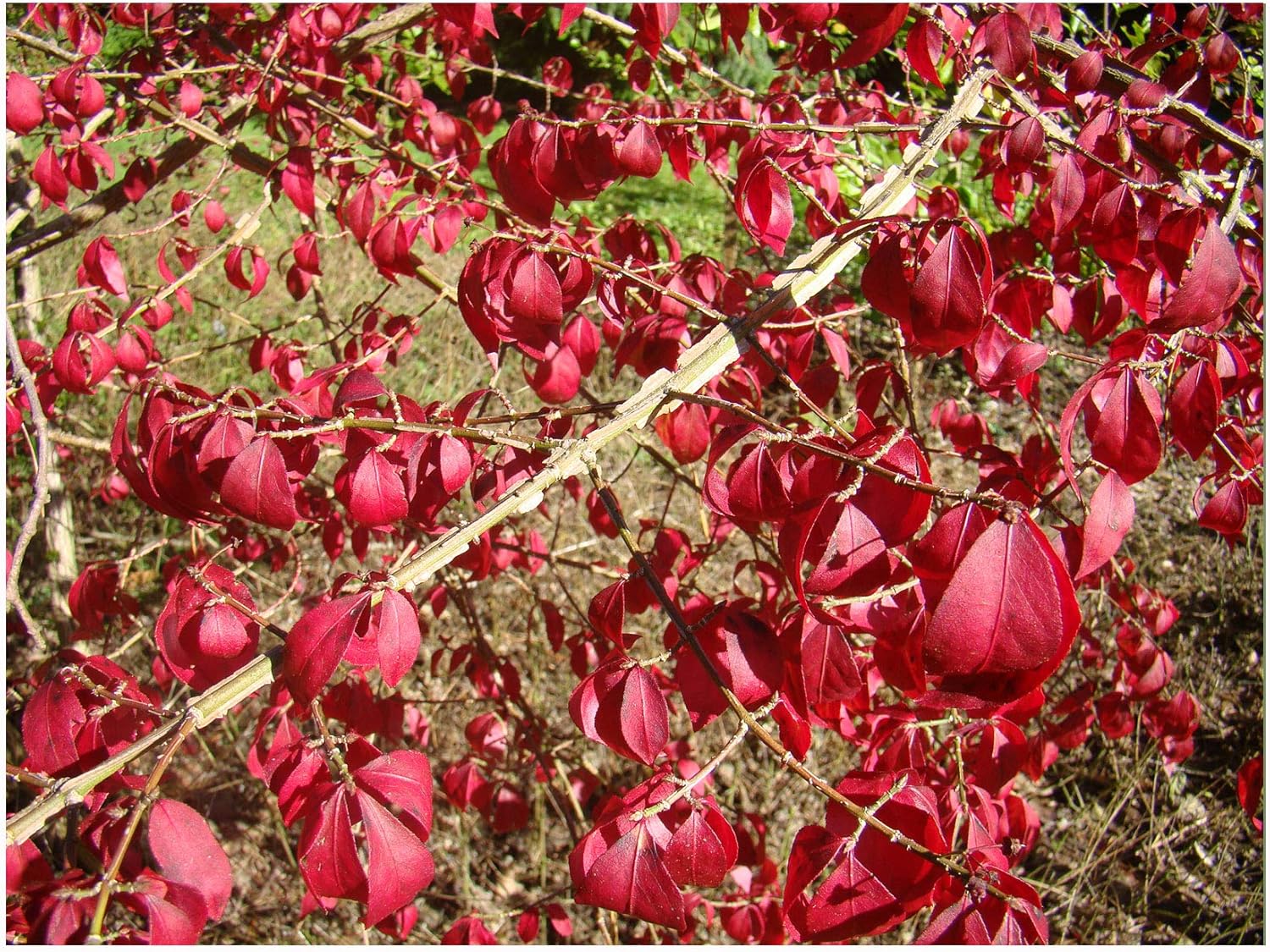 Winged (Dwarf) Spindle, Euonymus alatus, deciduous Small Shrub ...