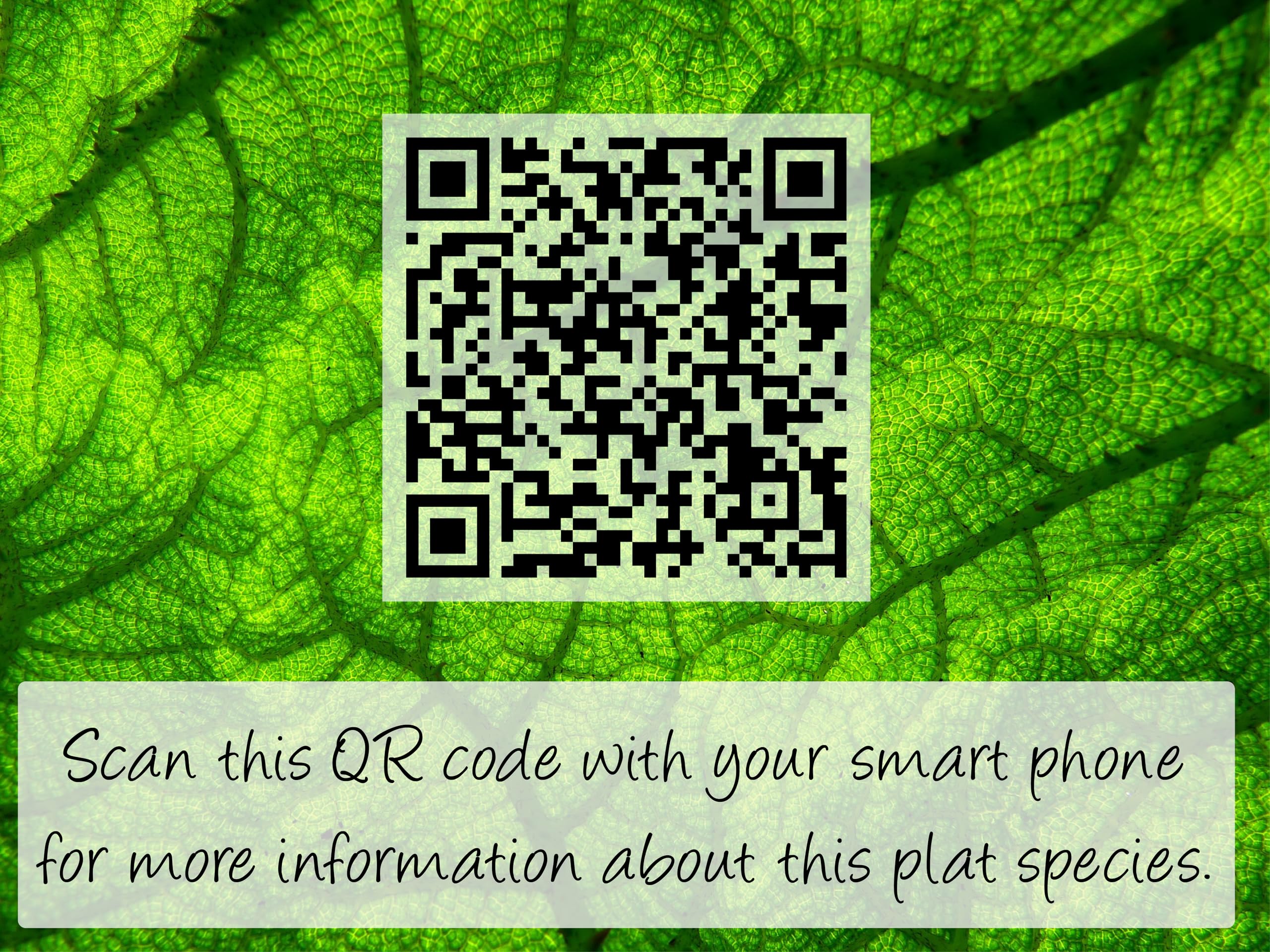 Arbol Yagrumo De Puerto Rico Yarumo (Cecropia Peltata) · INaturalist