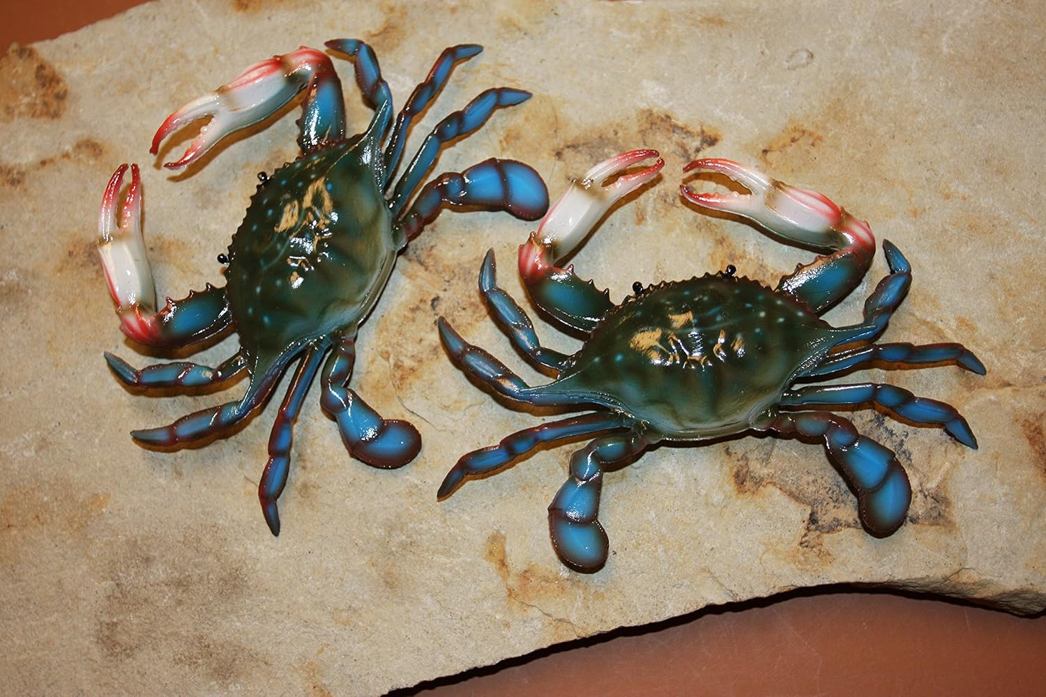 Amazon.com: Tropical Coral Reef Sea Life Wall Hangings Crab Shack ...
