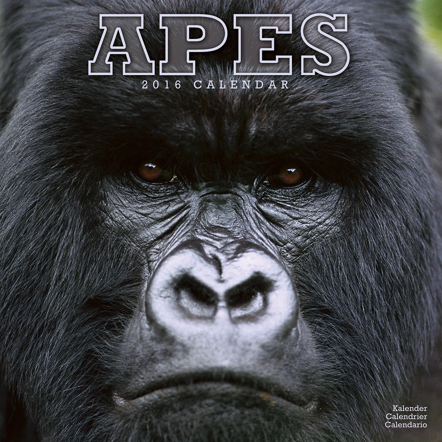 Apes Calendar - 2016 Wall calendars - Animal Calendar - Monthly Wall ...