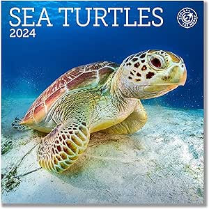 Amazon.com: Sea Turtles Mini Wall Calendar 2024, 7" x 7" : Office Products