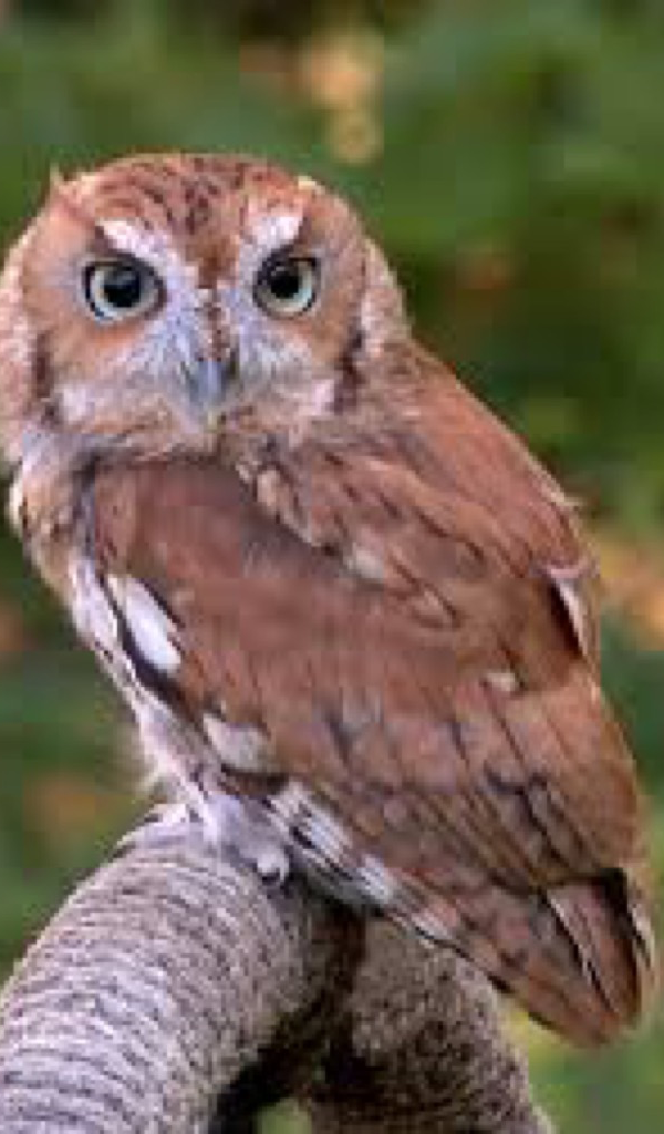 Owl Wallpaper -- HD Wallpapers of Owls! - App on Amazon Appstore